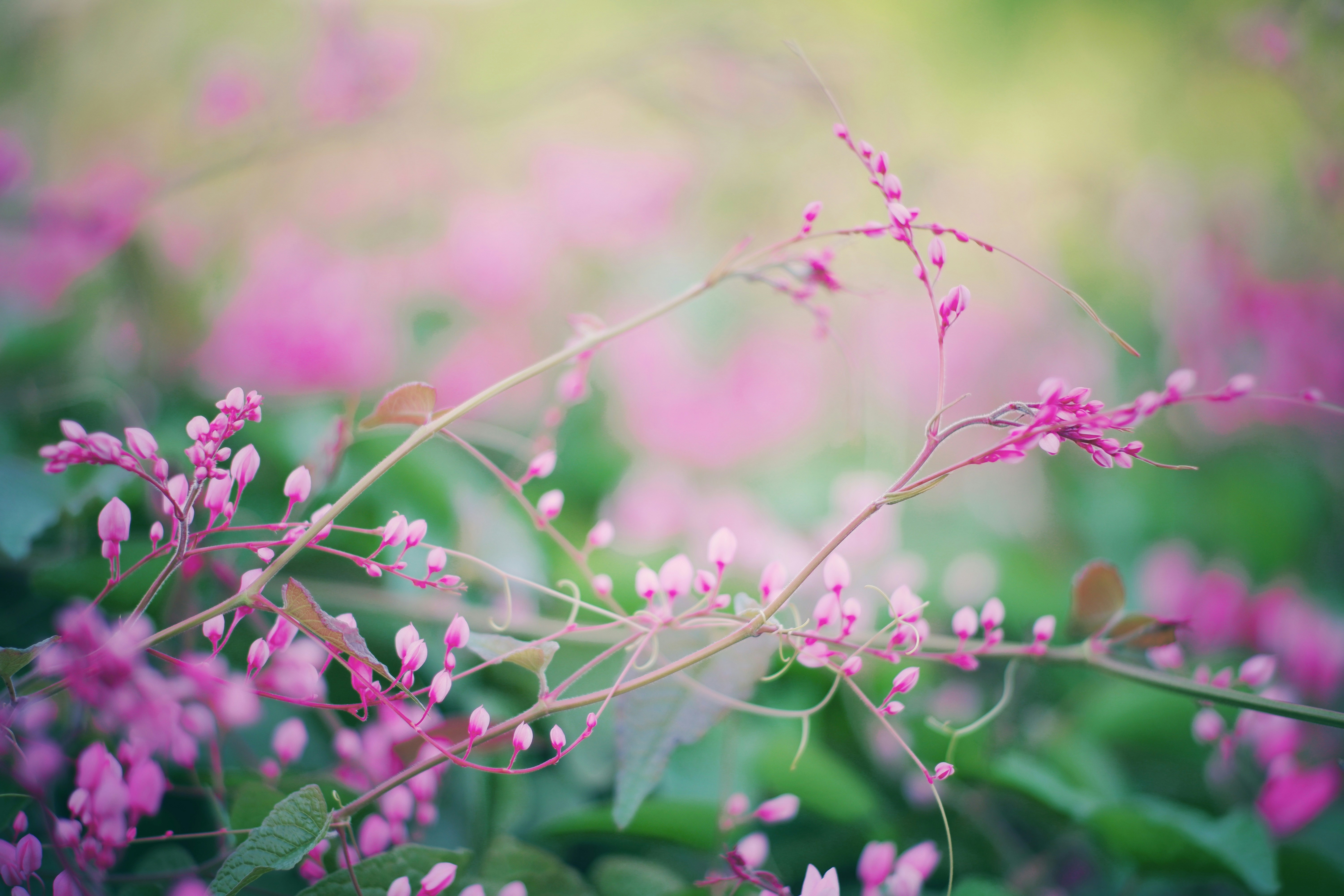 Pink tendrils weaving through a sunlit garden bloom