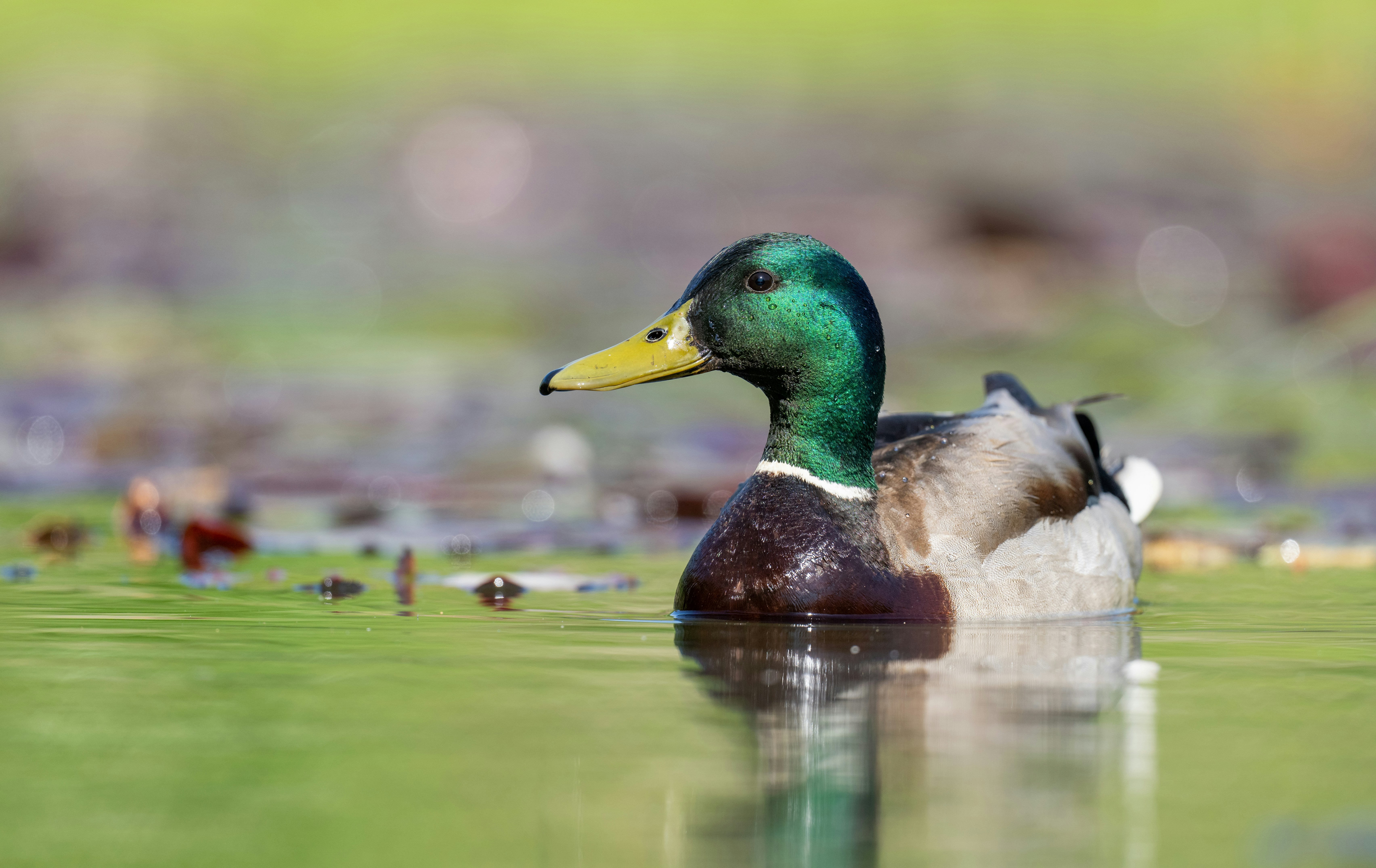 Emerald Crowned Mallard on a Quiet Pond