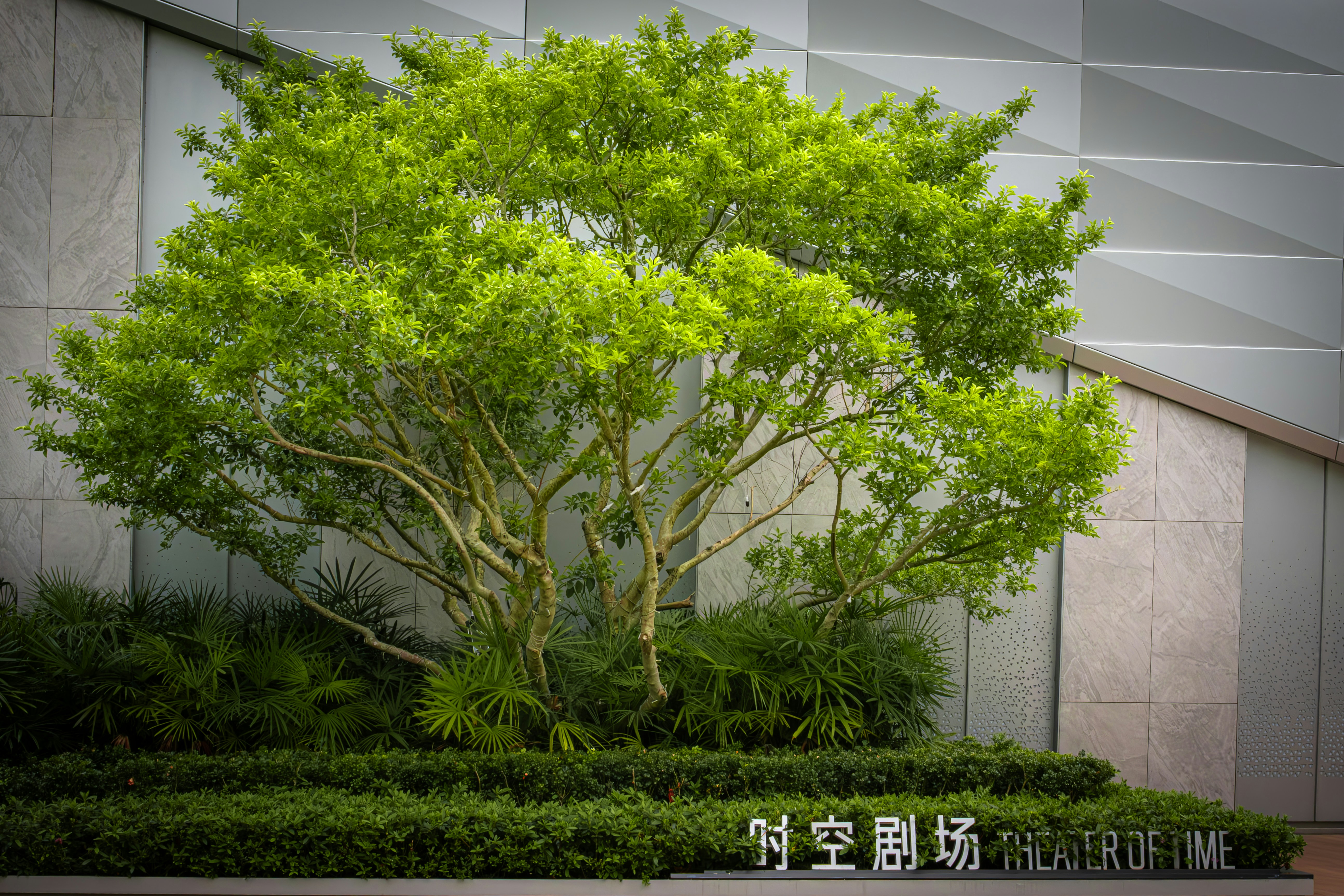 Urban Greenery Framed by Modern Facade