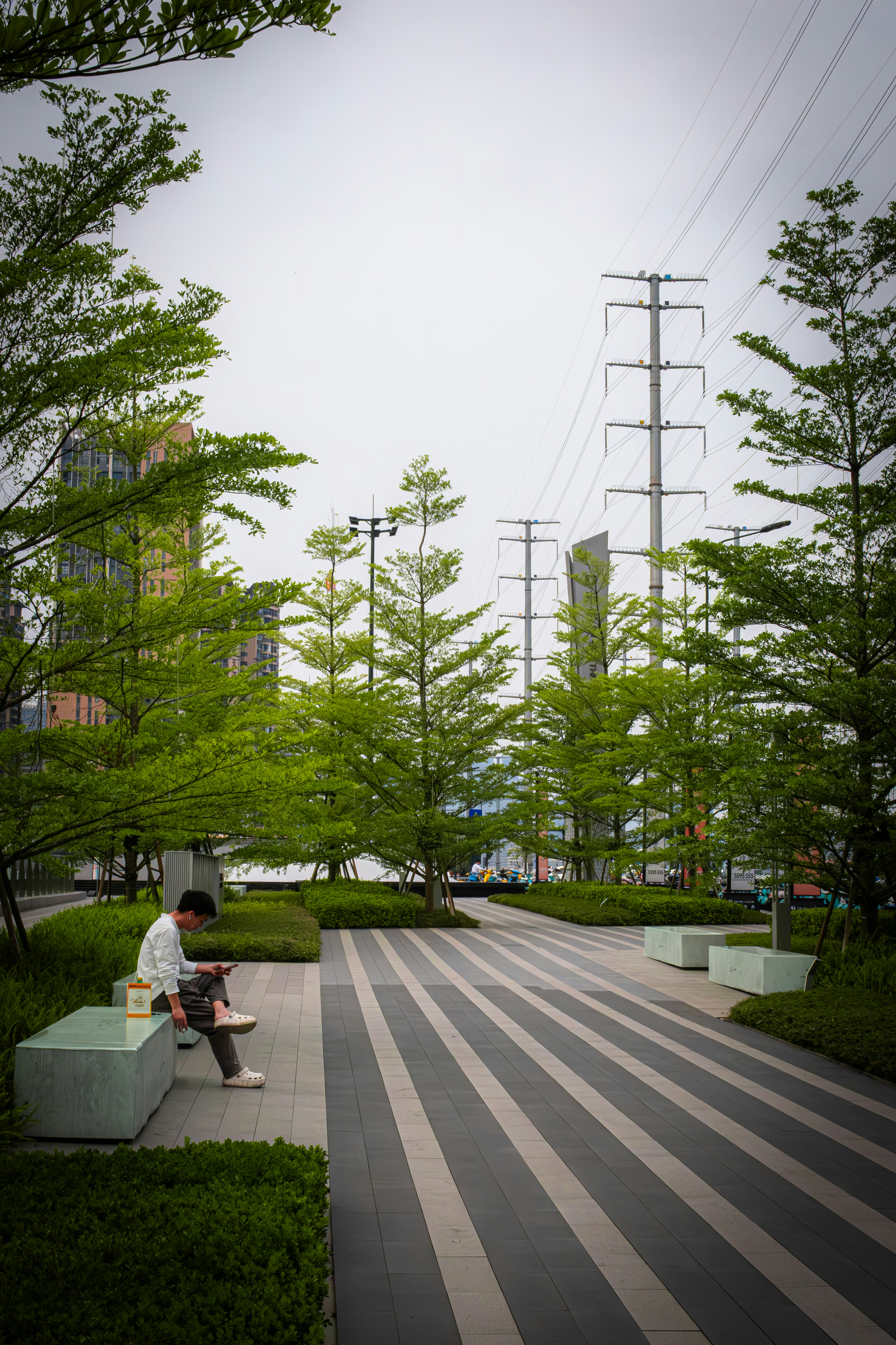 Quiet Moment on a Modern Allee: A Park Bench beneath Green Canopy