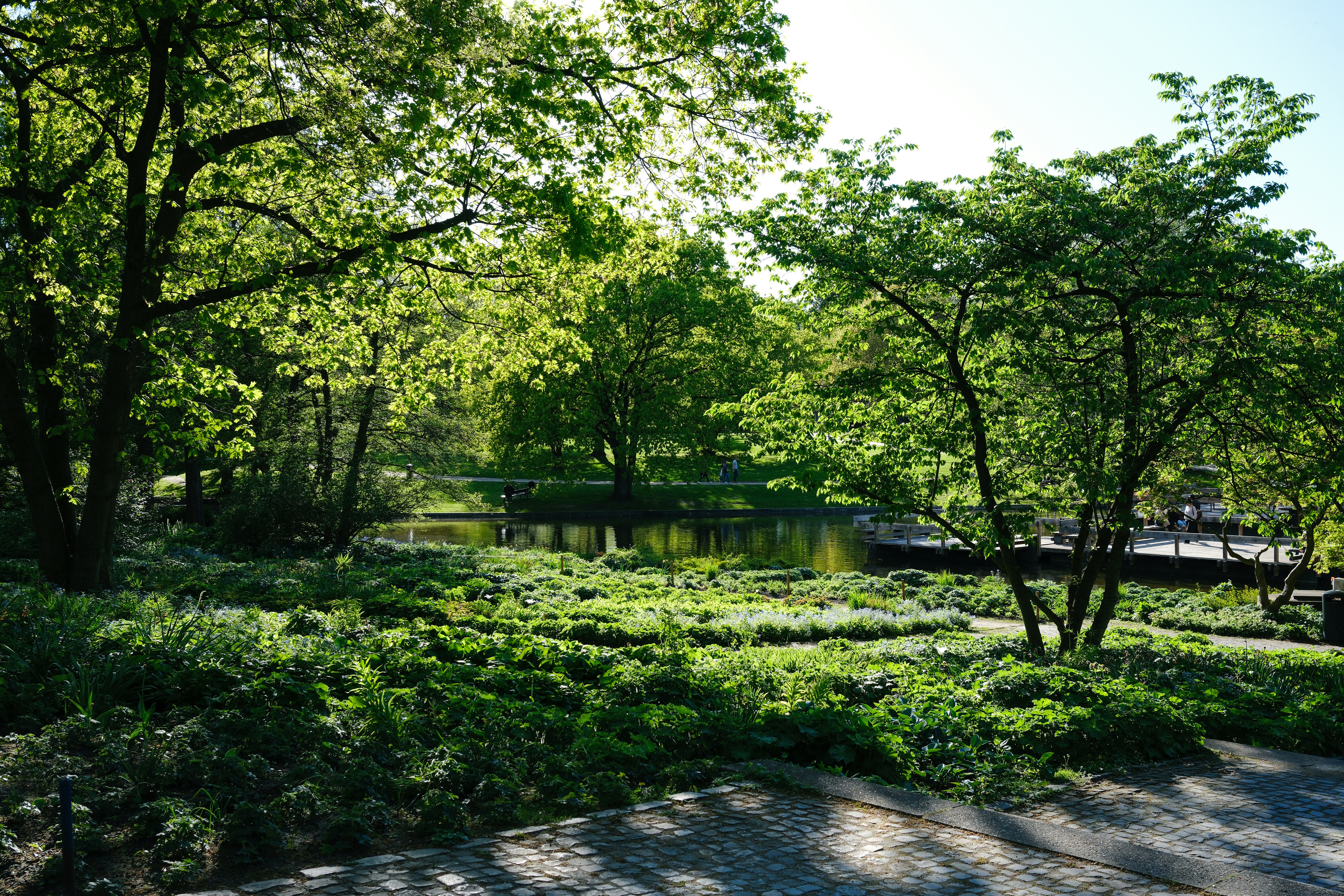 Sunlit Garden Oasis by a Quiet pond
