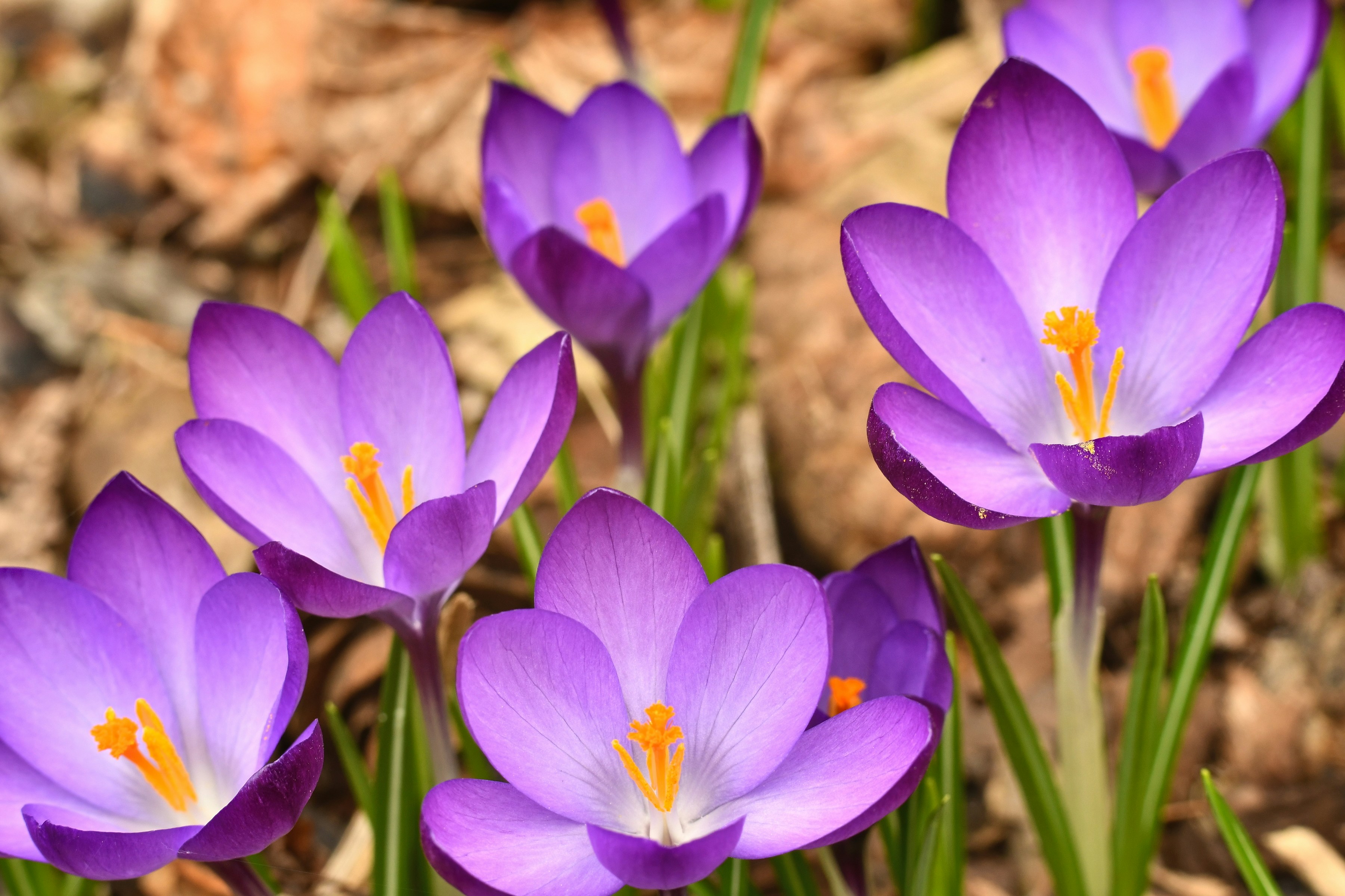 Violet Crocus Cluster Reaching for Spring Sunlight