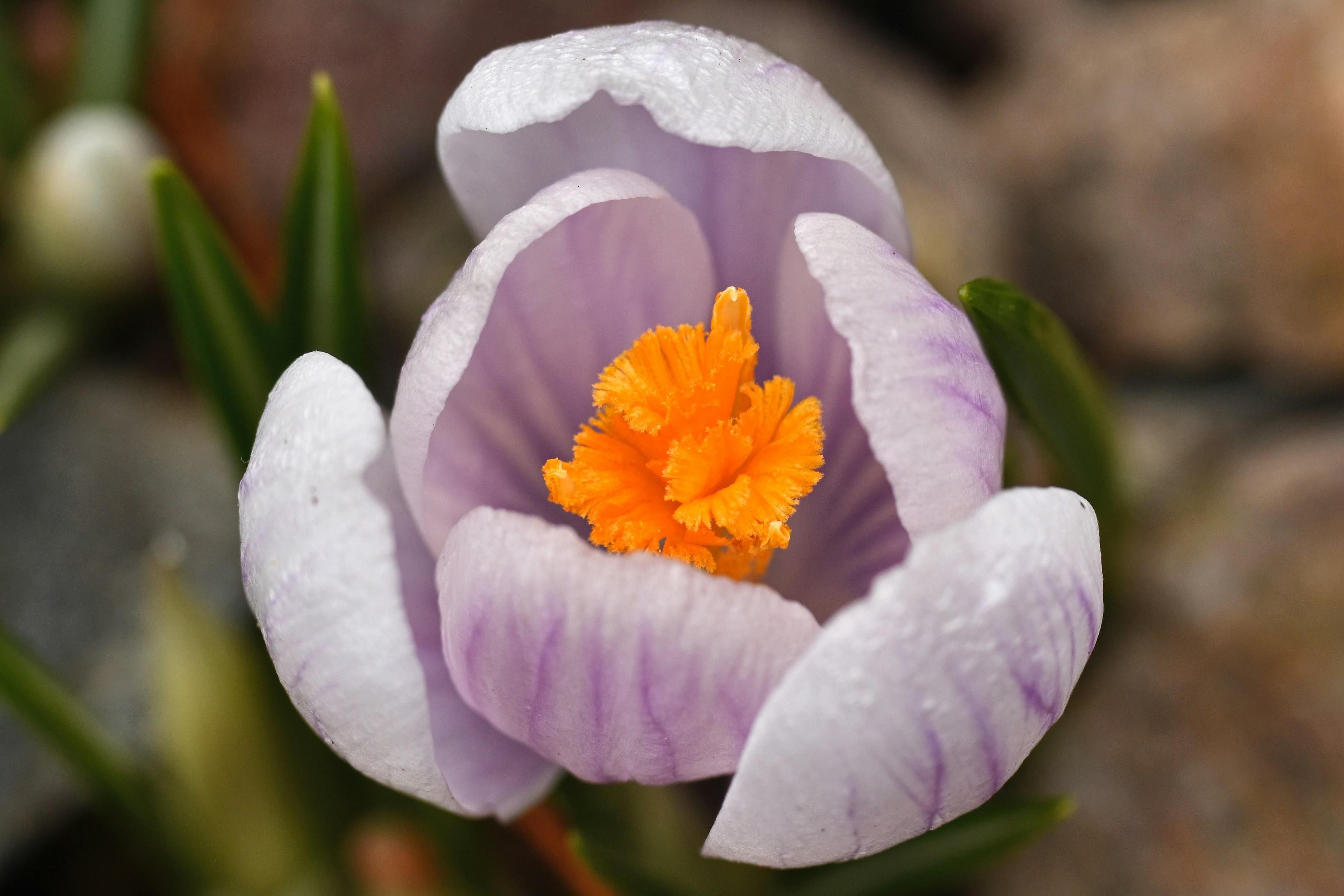Lavender Bloom: Close-up of a Crocus with Bright Orange Stamen