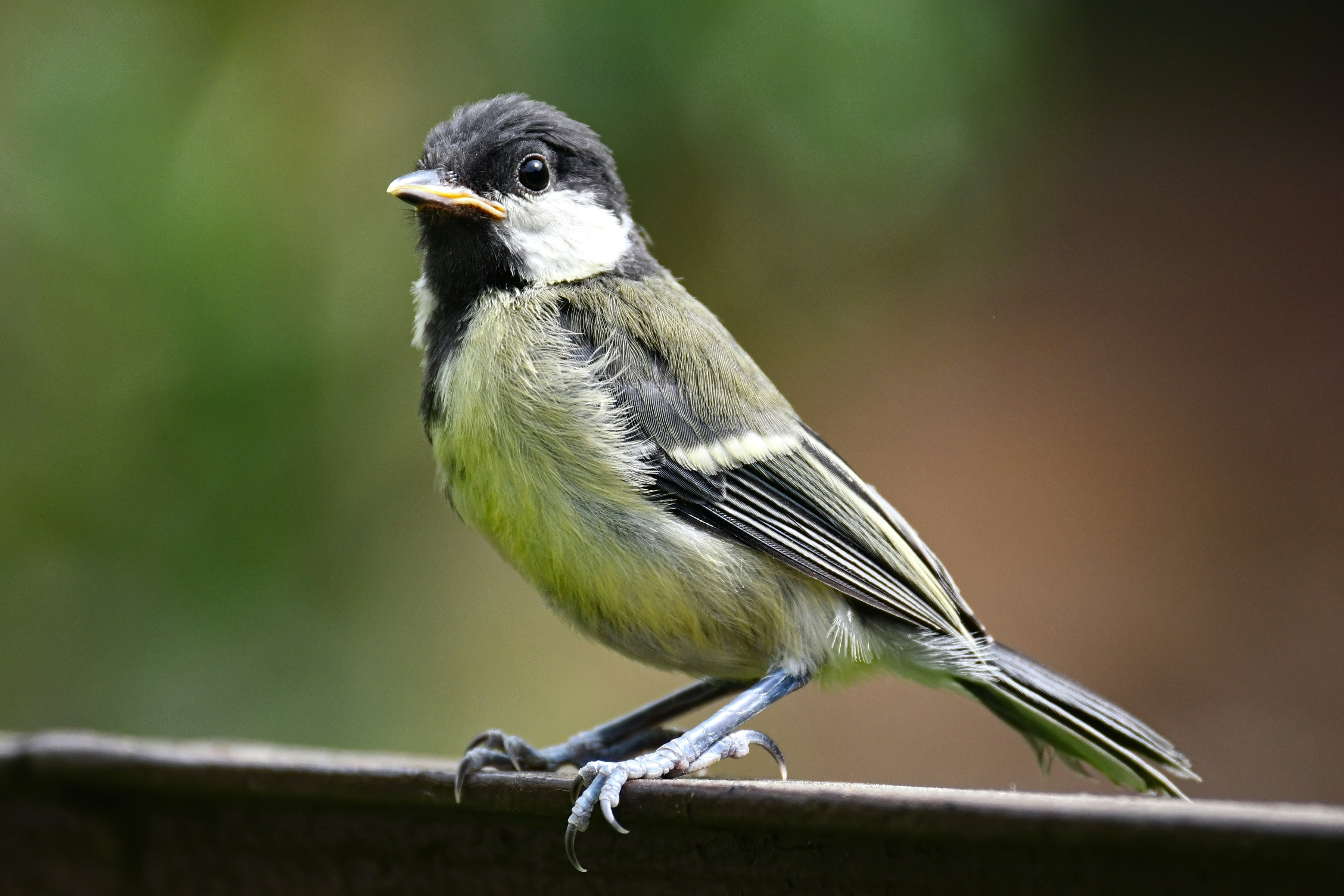 Perched Blick: a small bird surveys a quiet branch