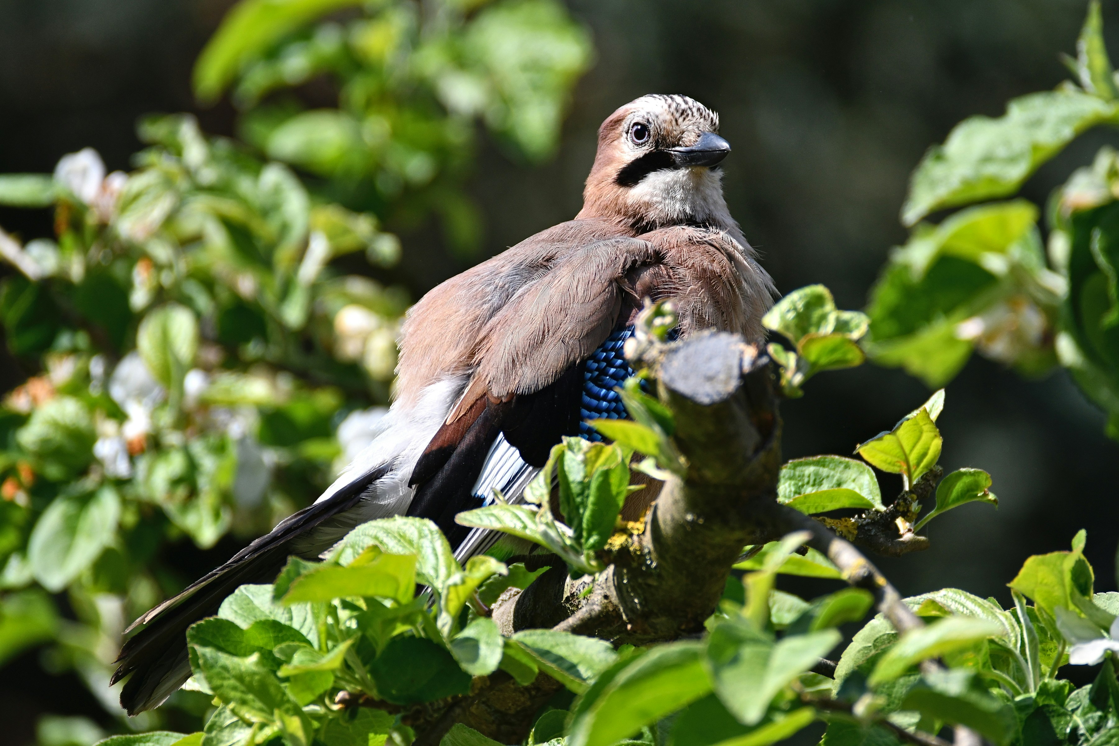 Pecking Perch: A Eurasian Jay-like Bird Anchored in Bright Foliage