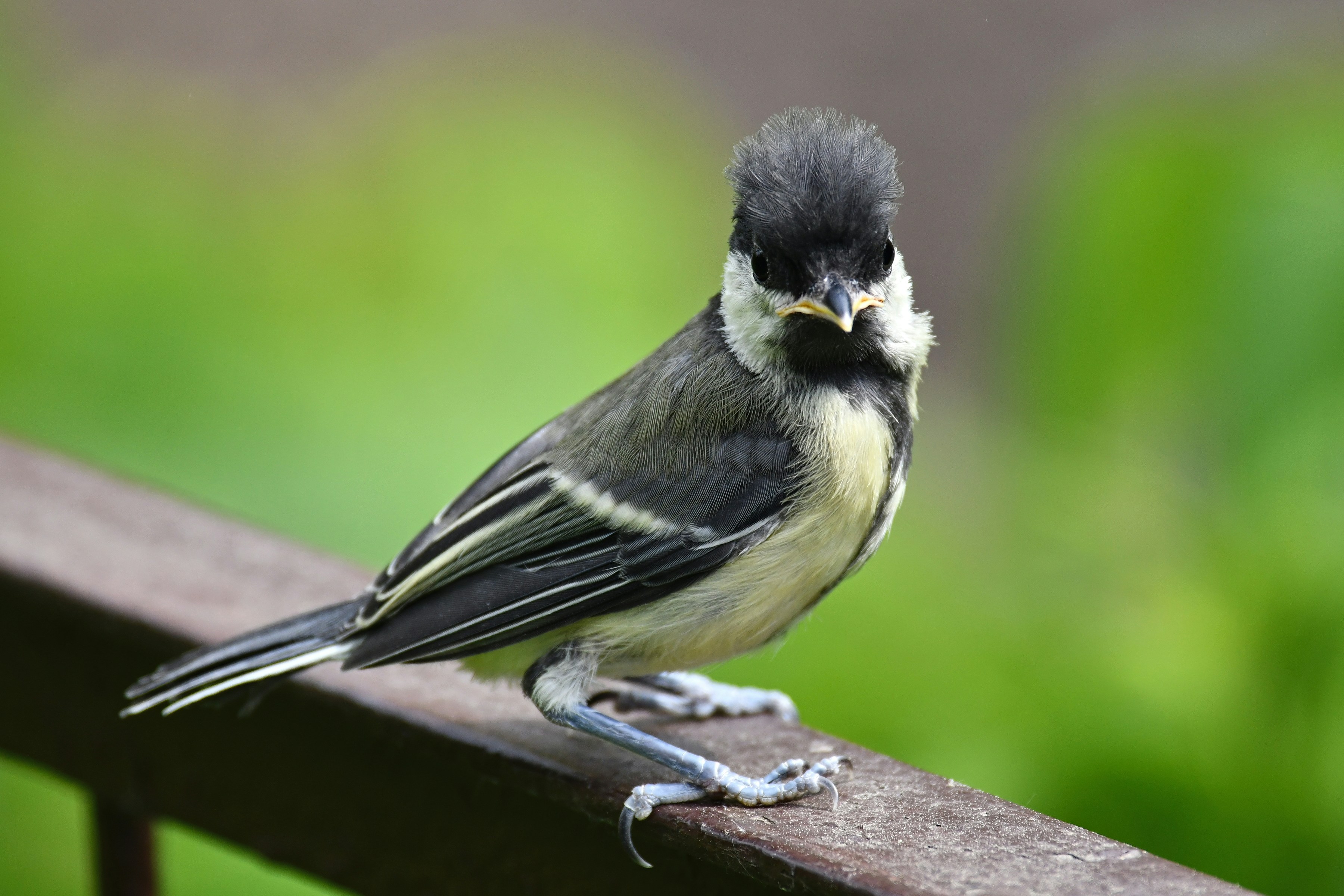 Portrait of a Crested Chickadee: perched on weathered railing with a mossy green blur