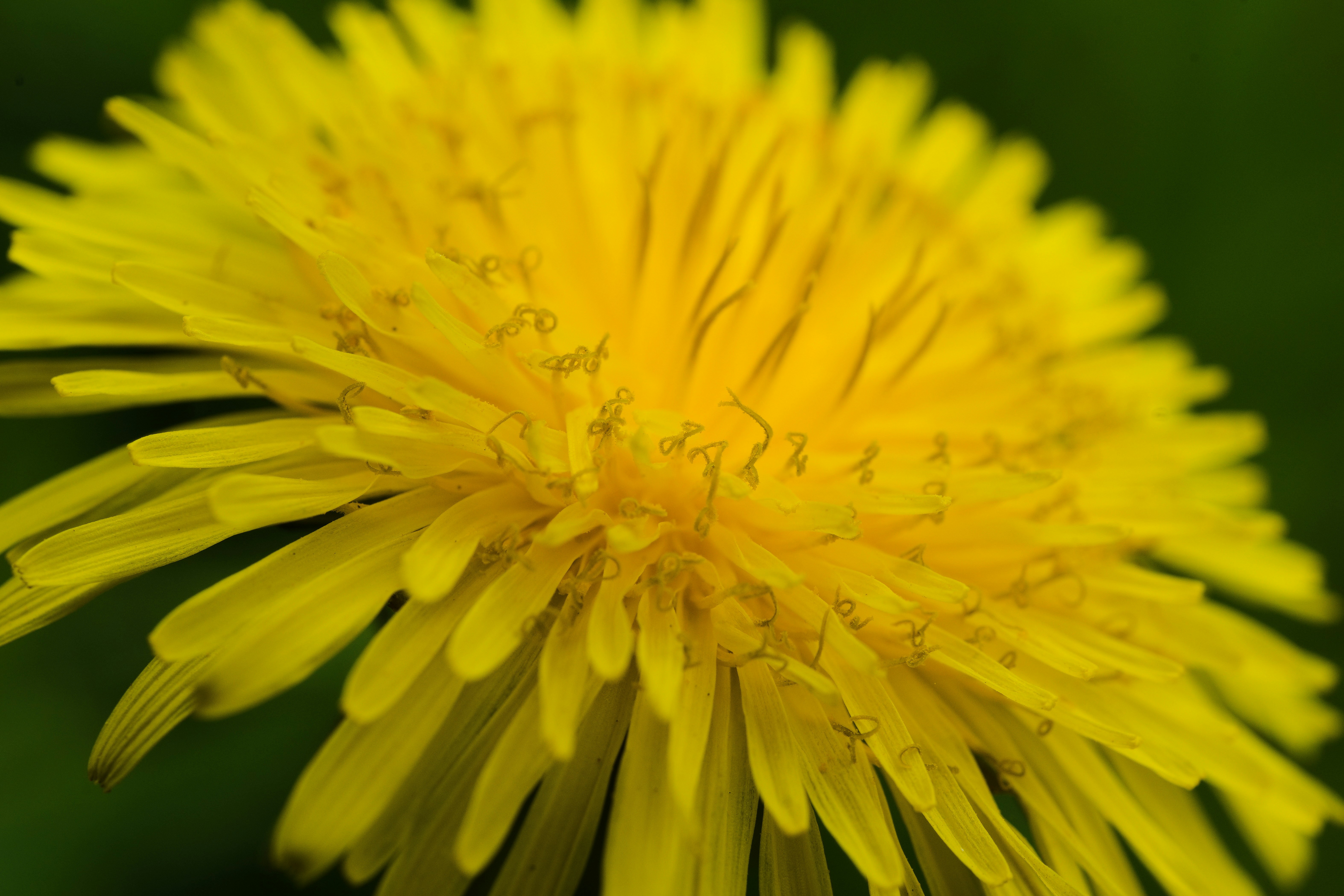 Golden Bloom in Quiet Focus