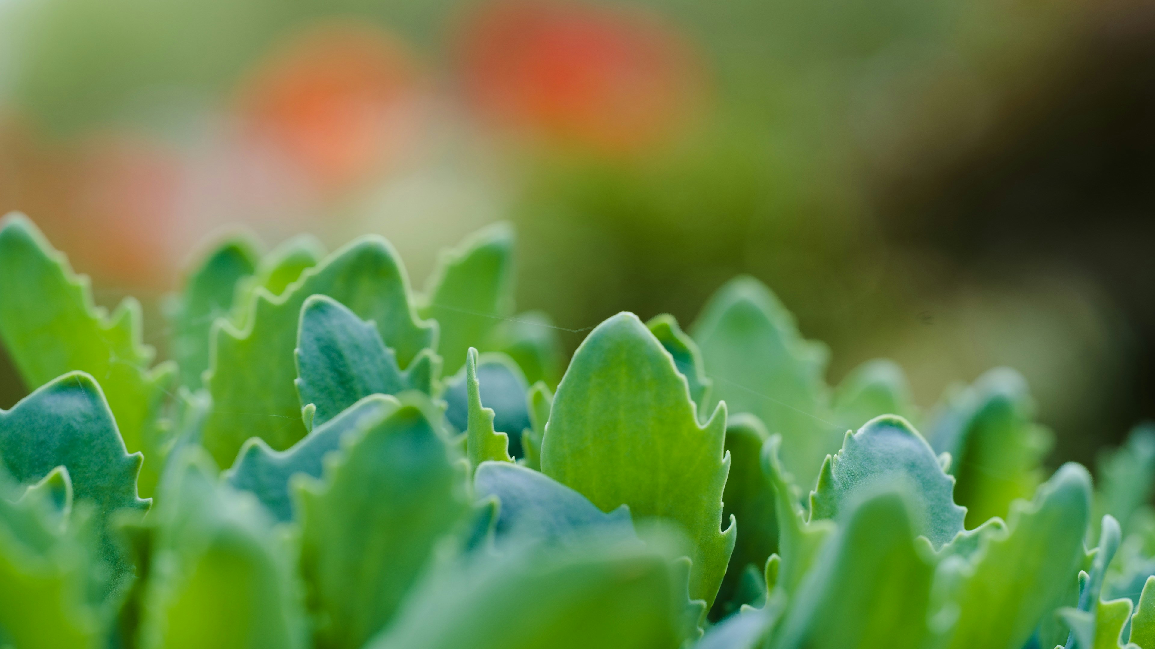 Emerald Tendrils: A Close-Up of Leaf Edges in Soft Garden Light