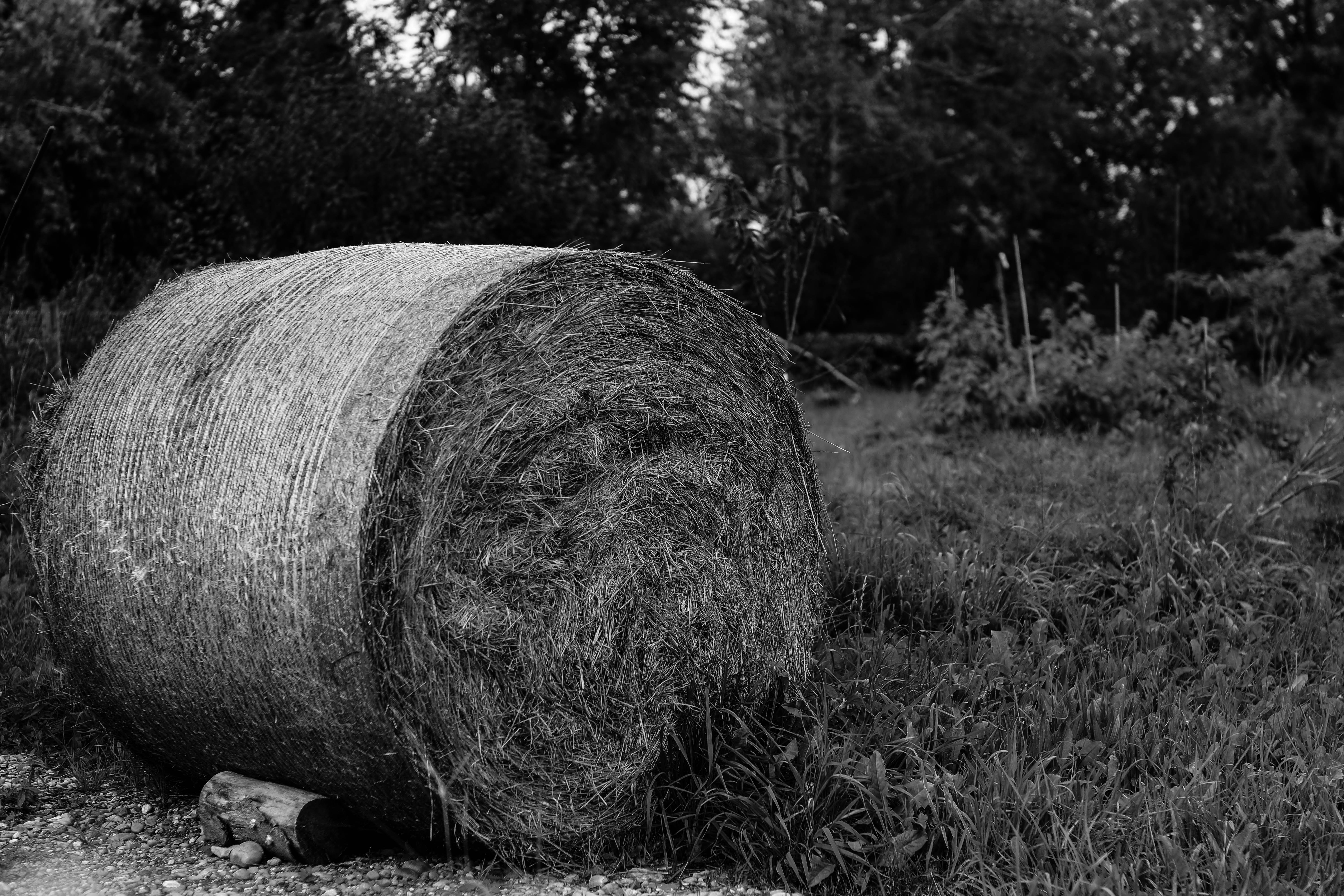 Rolled Field Hay Under Dark Canopy