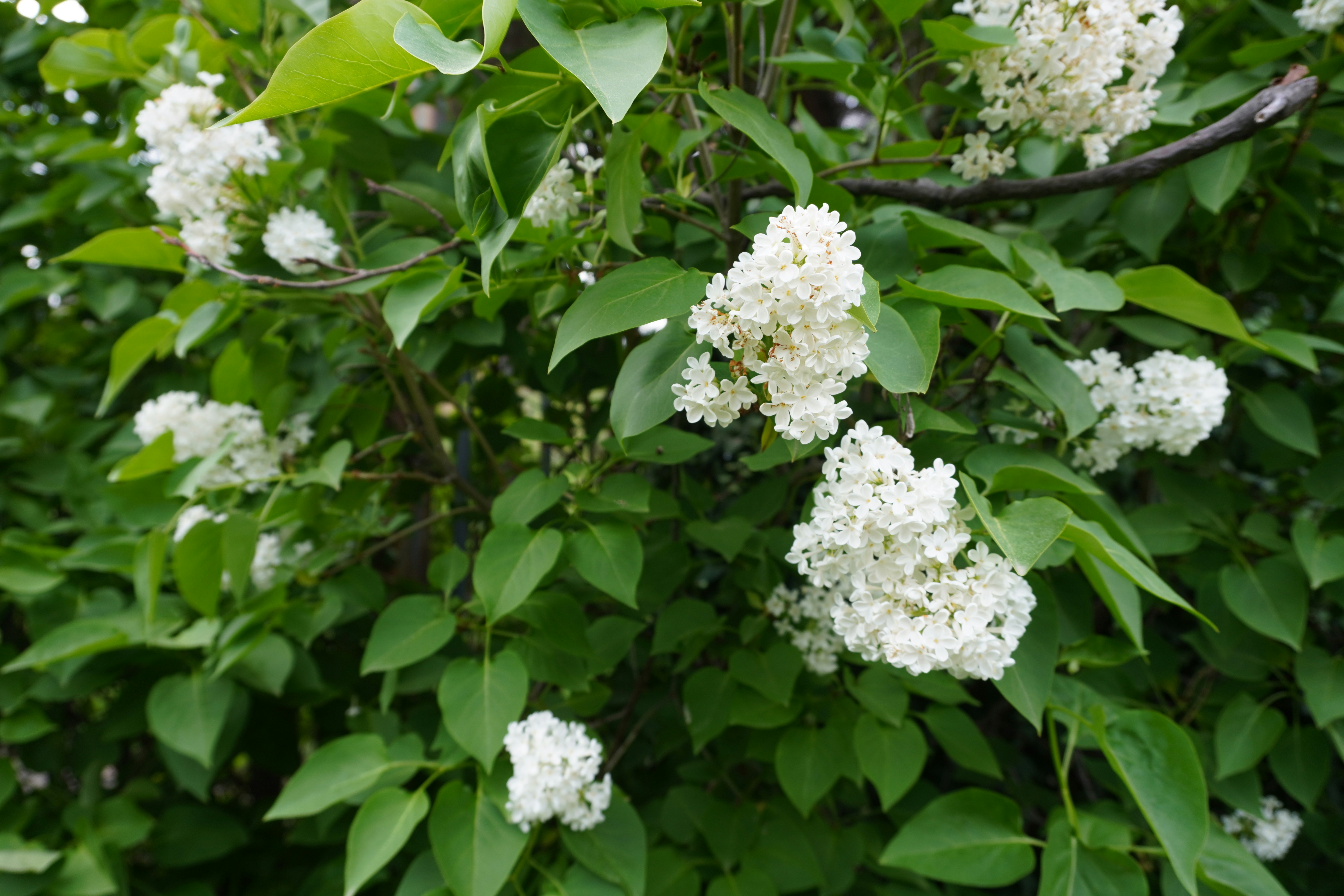 White lilac clusters amid glossy green leaves