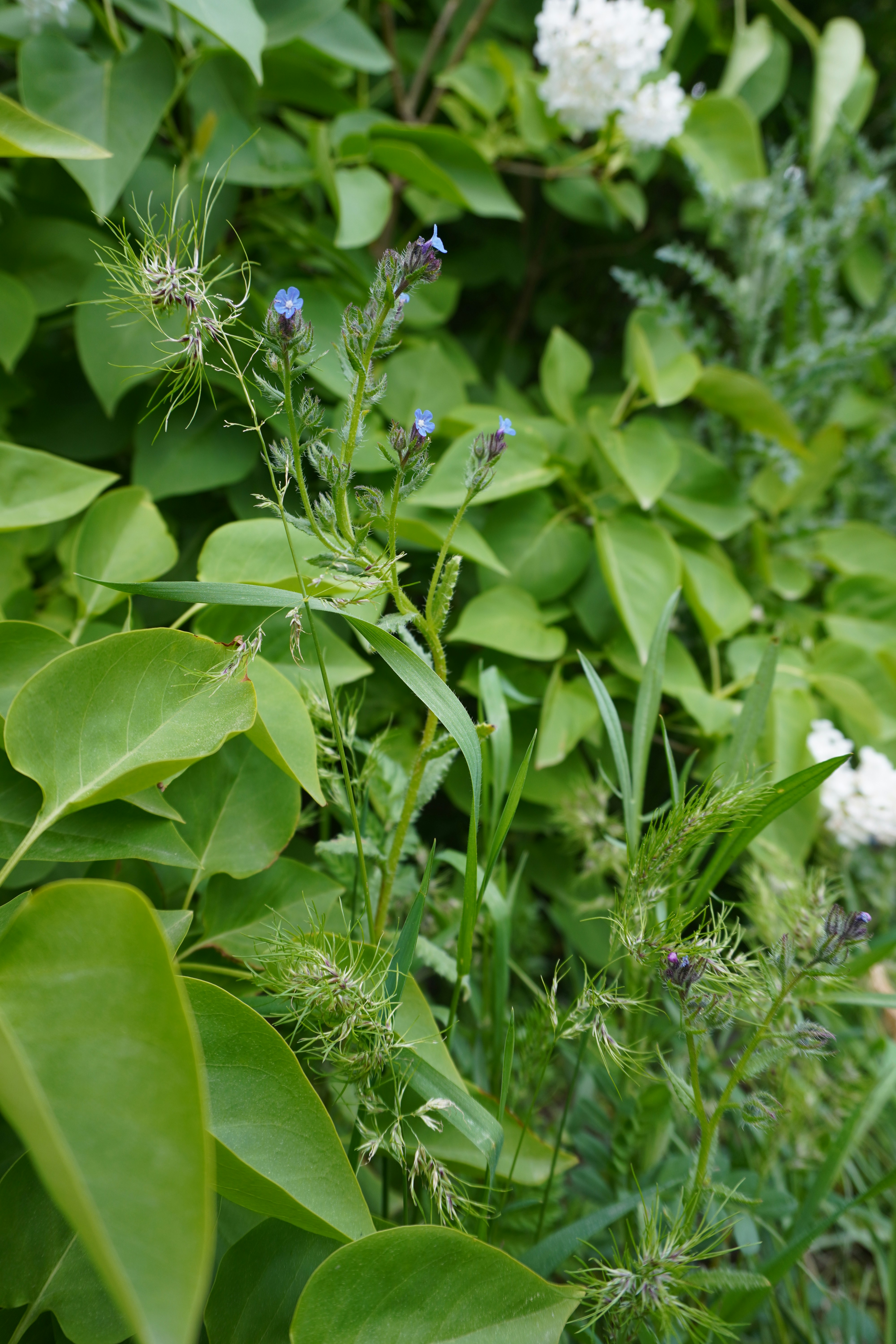 Wildflower Spur: Delicate Blue Buds Among Broad Green Leaves