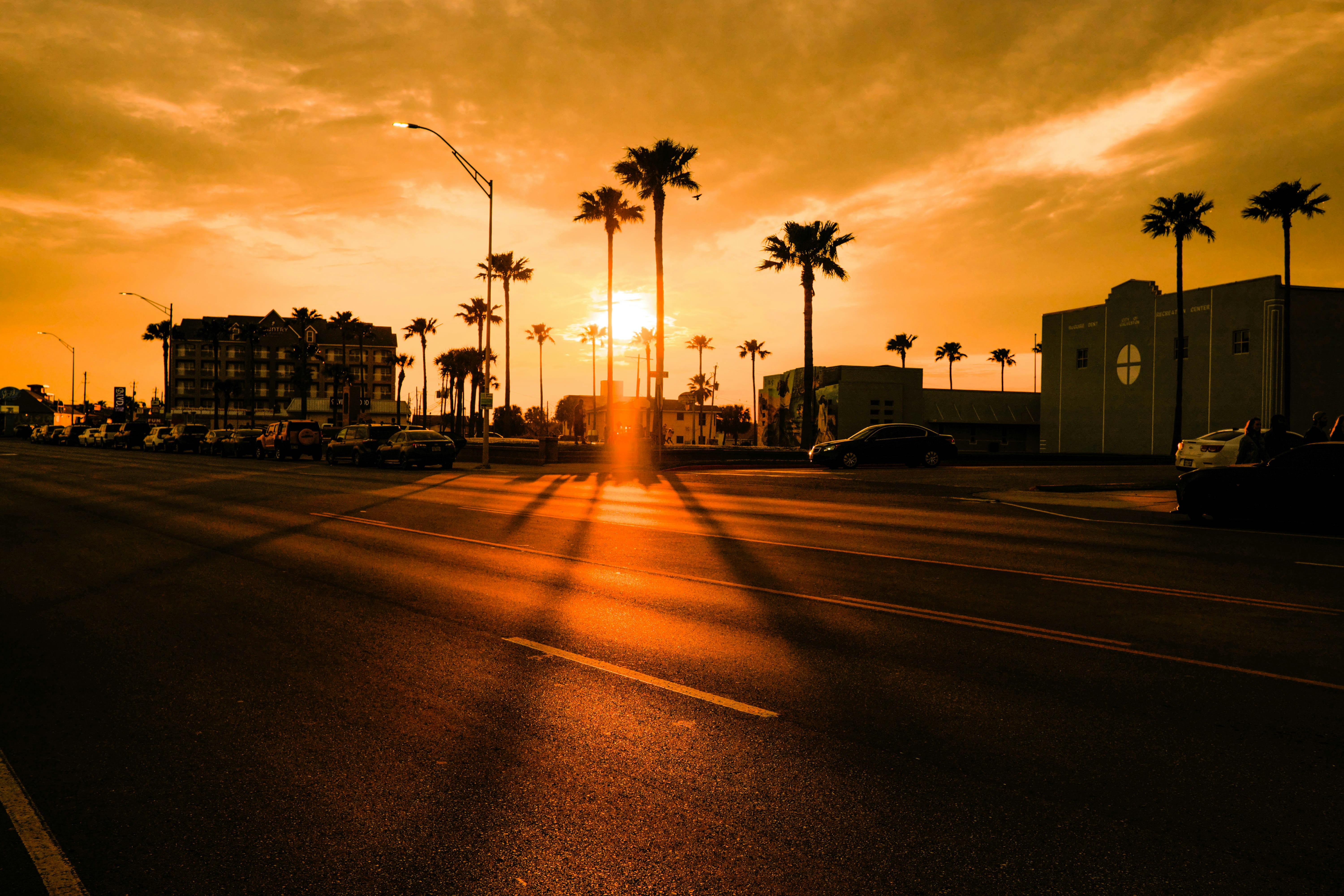 Sunset Boulevard: Palm Shadows Across a Quiet Street