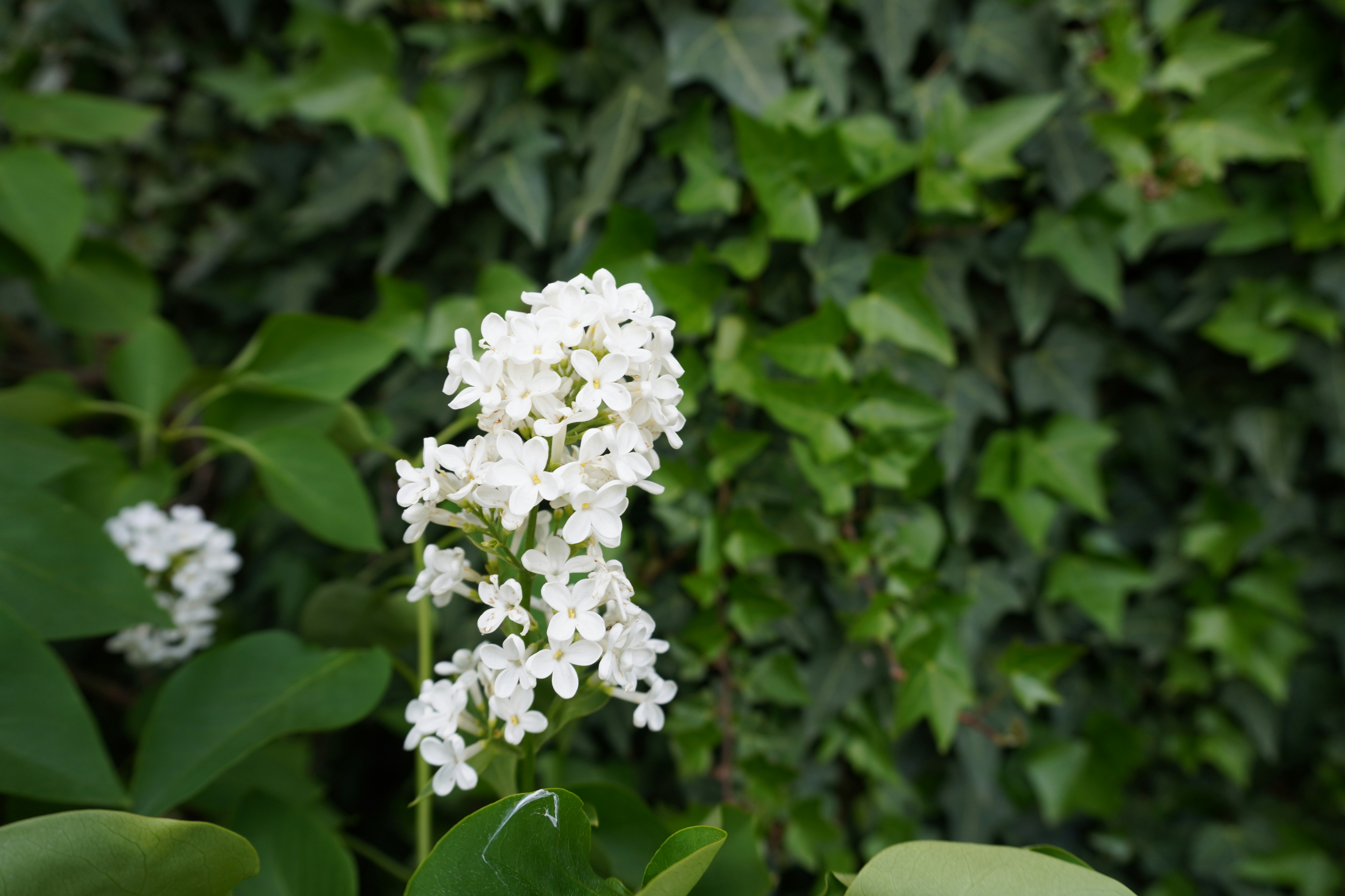 White bloom cluster serenely perched against a lush ivy backdrop