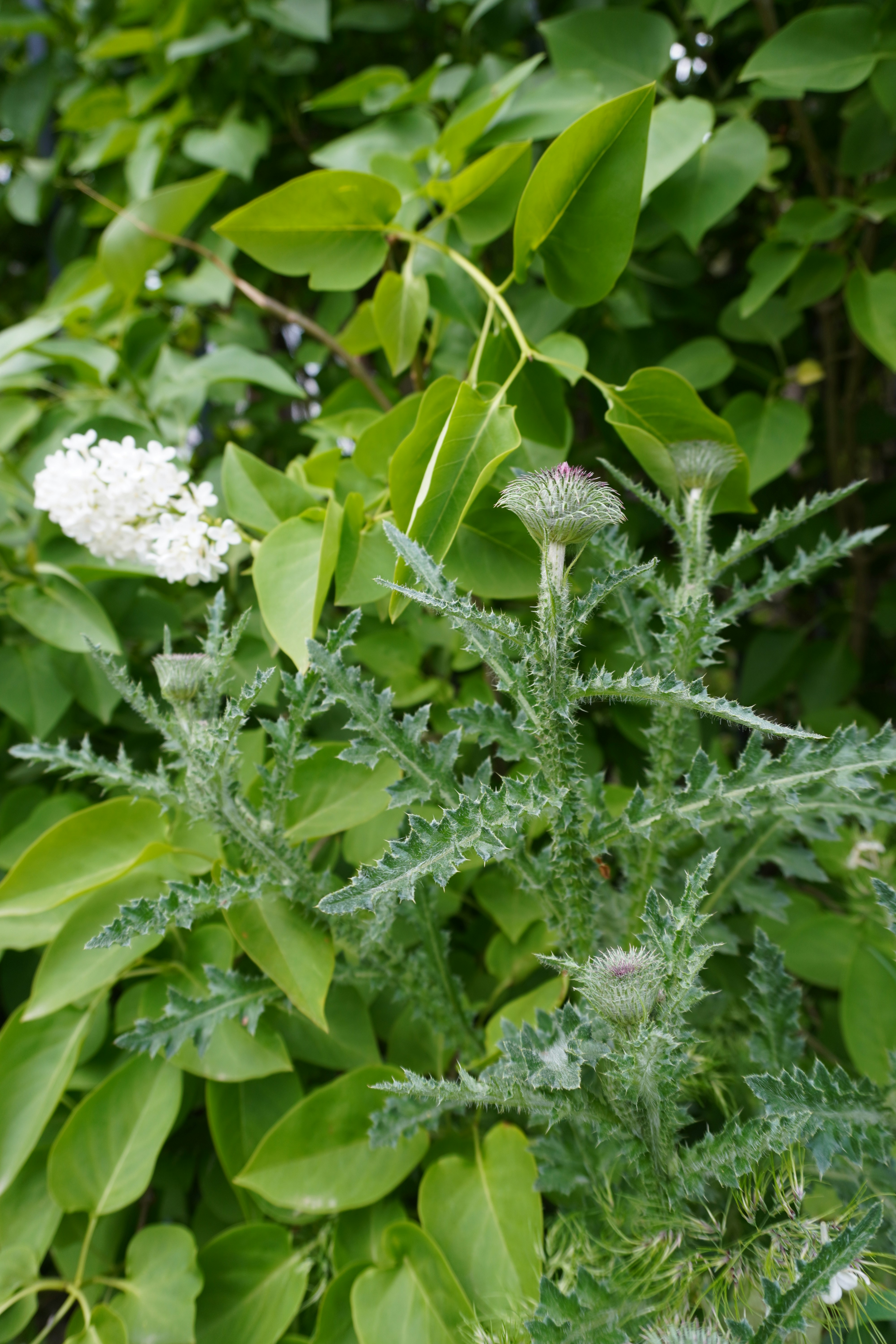 Hardy Silver Thistle Reaching Through Greenery