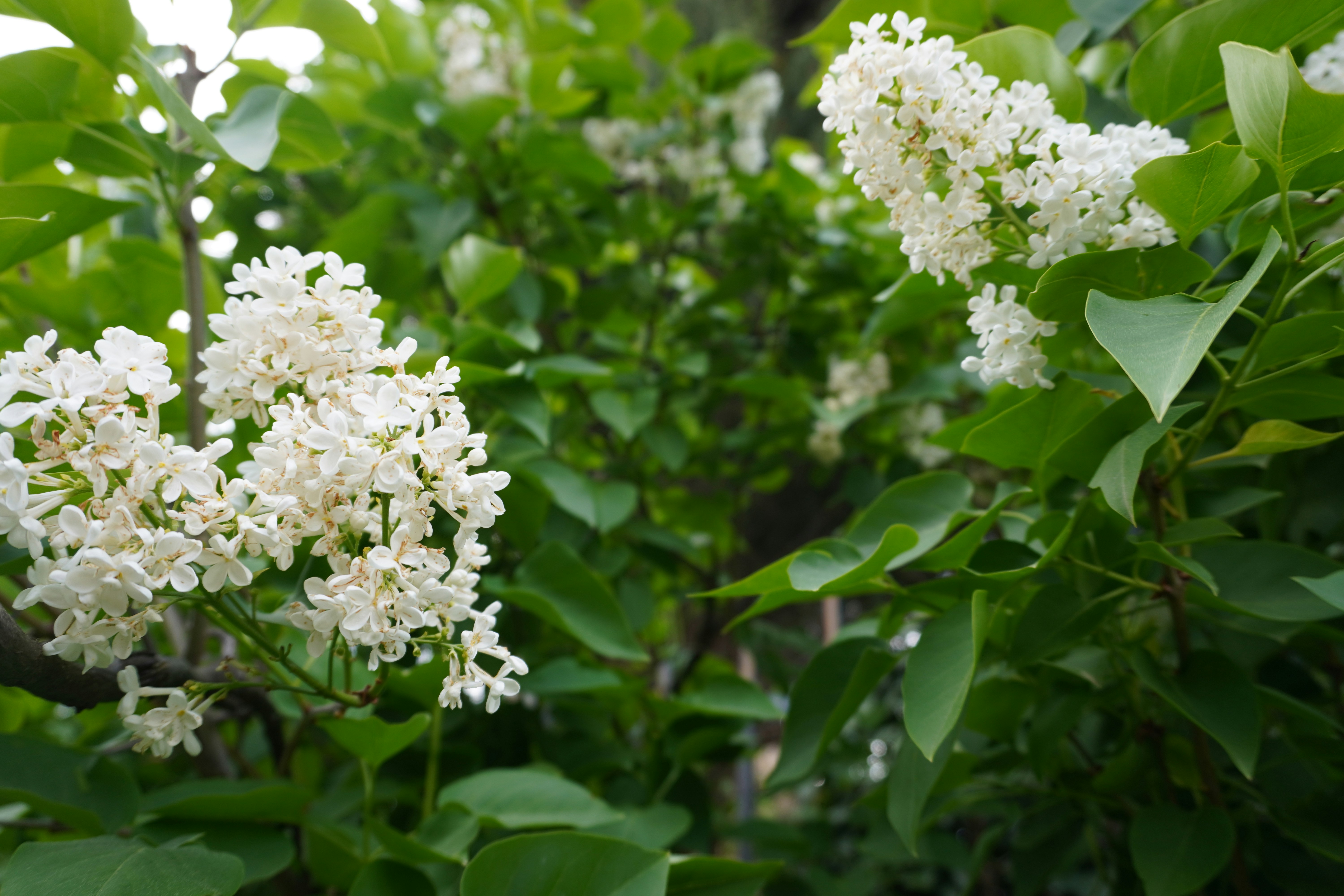 White Lilac Clusters Framing a Lush Green Wall