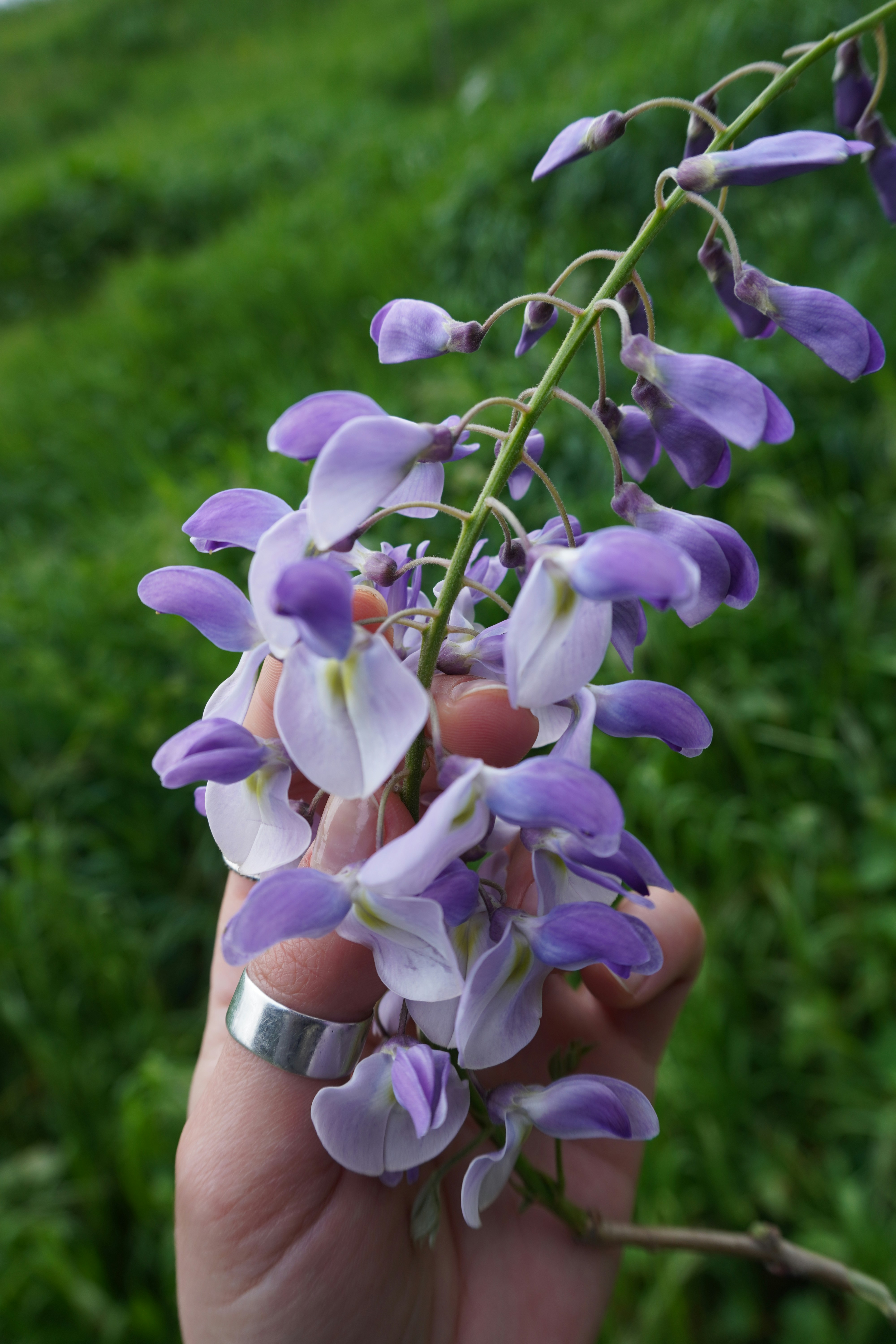 Lilac bouquet held in a hand against a green backdrop