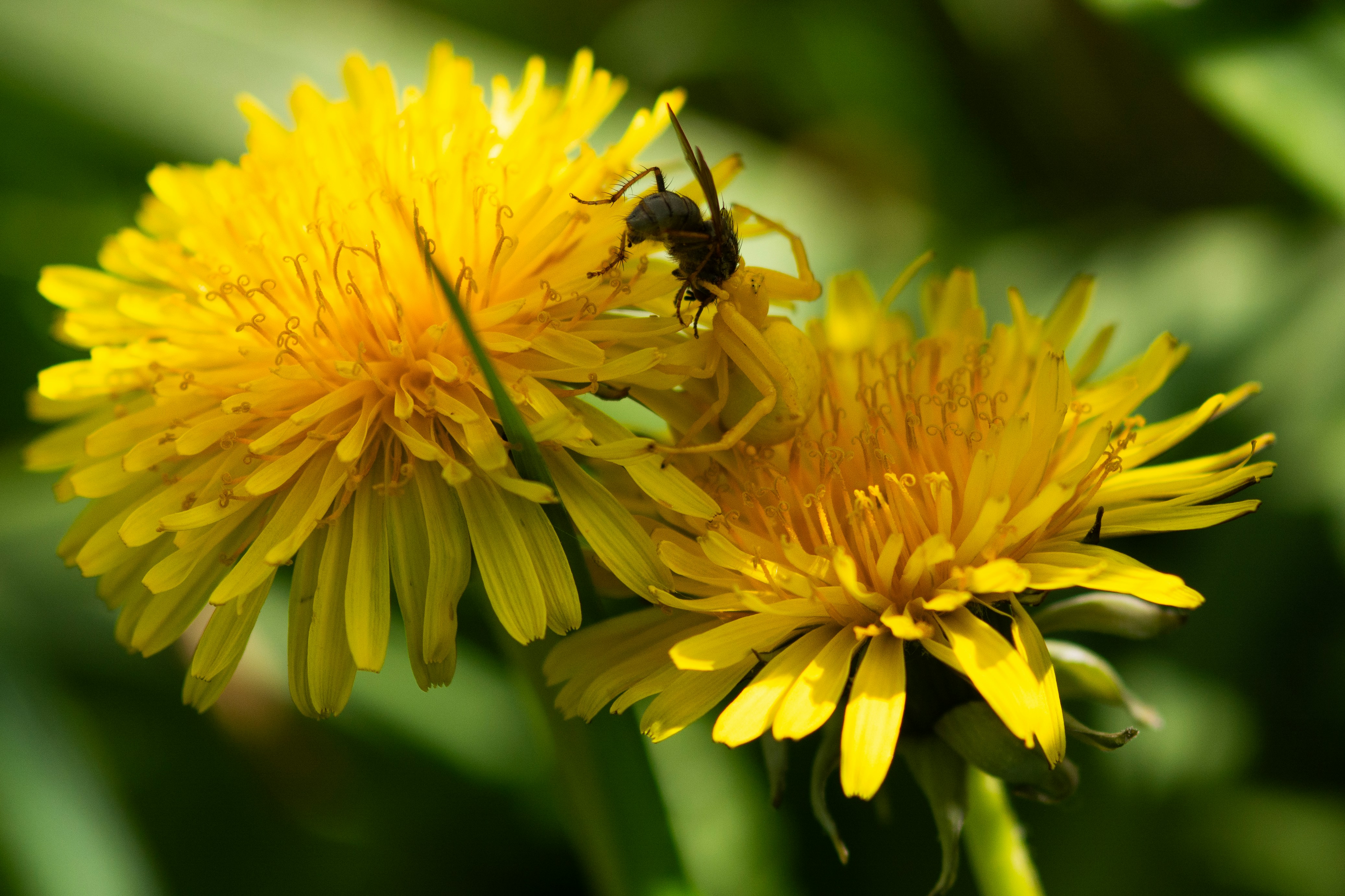 Hovering Bee Between Golden Daisy Tutors