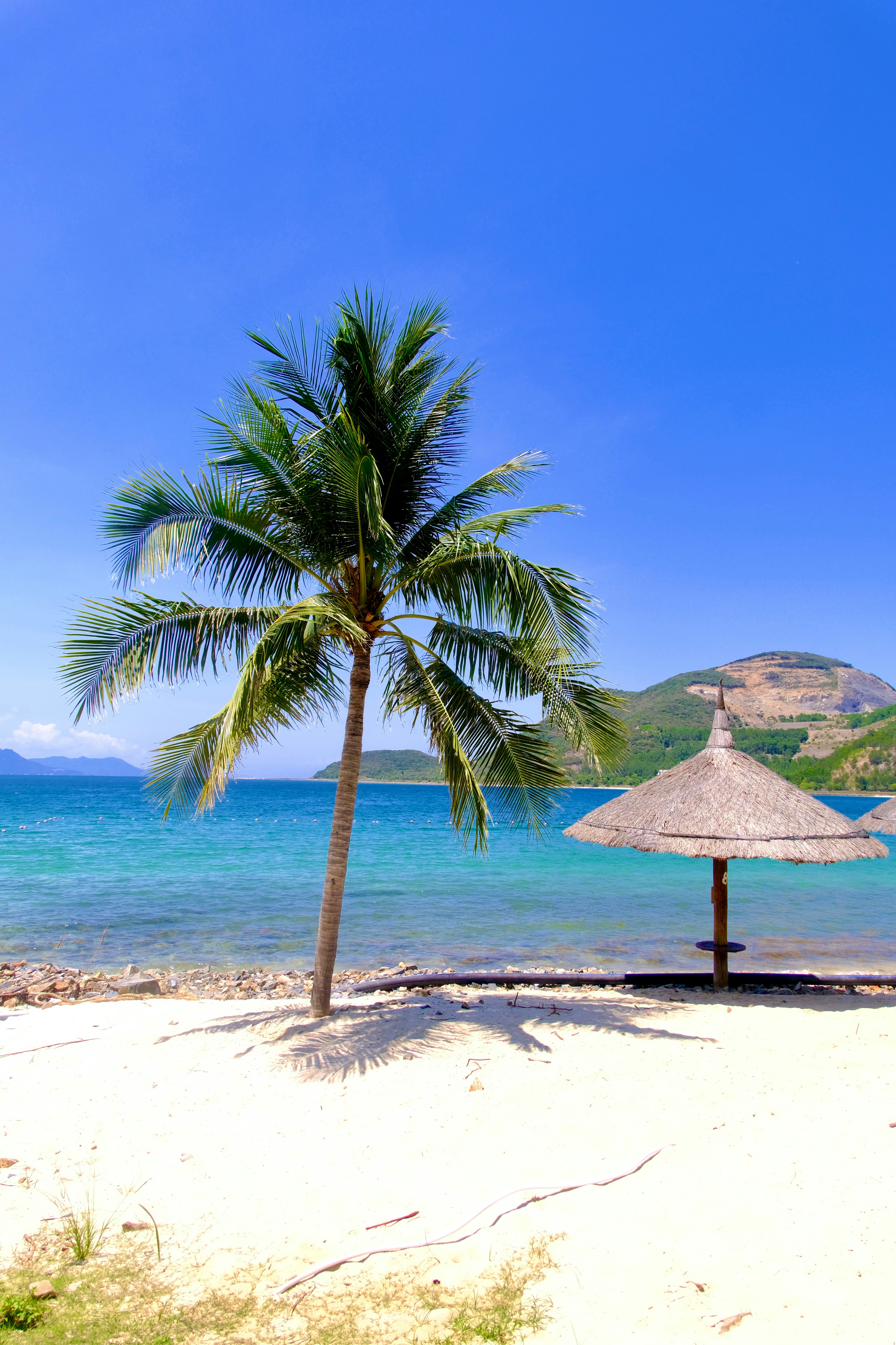 Palm Avenue at the Beach: Sea, Sand, and Shelter