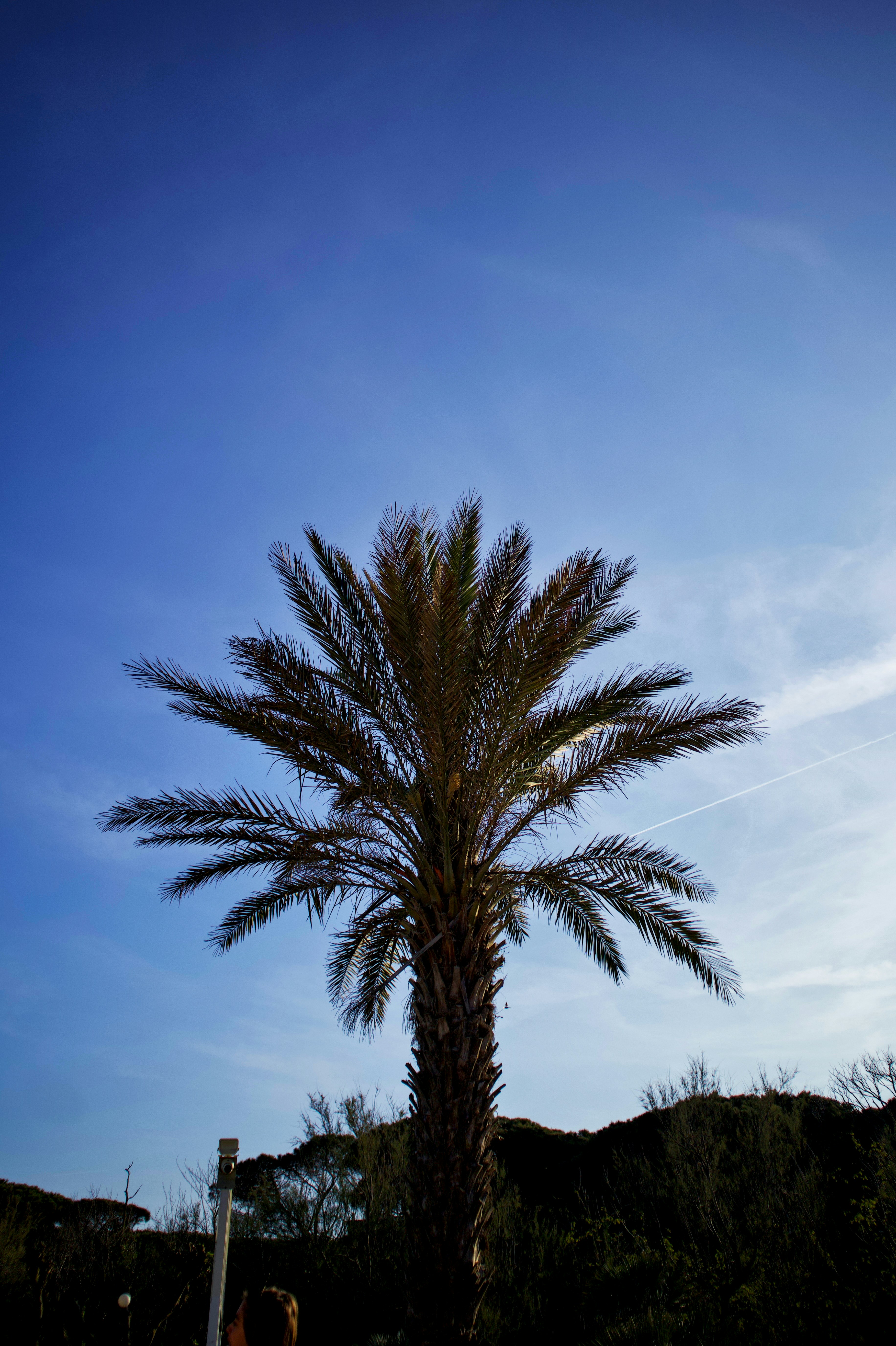 Palm Star Against a Clear Sky