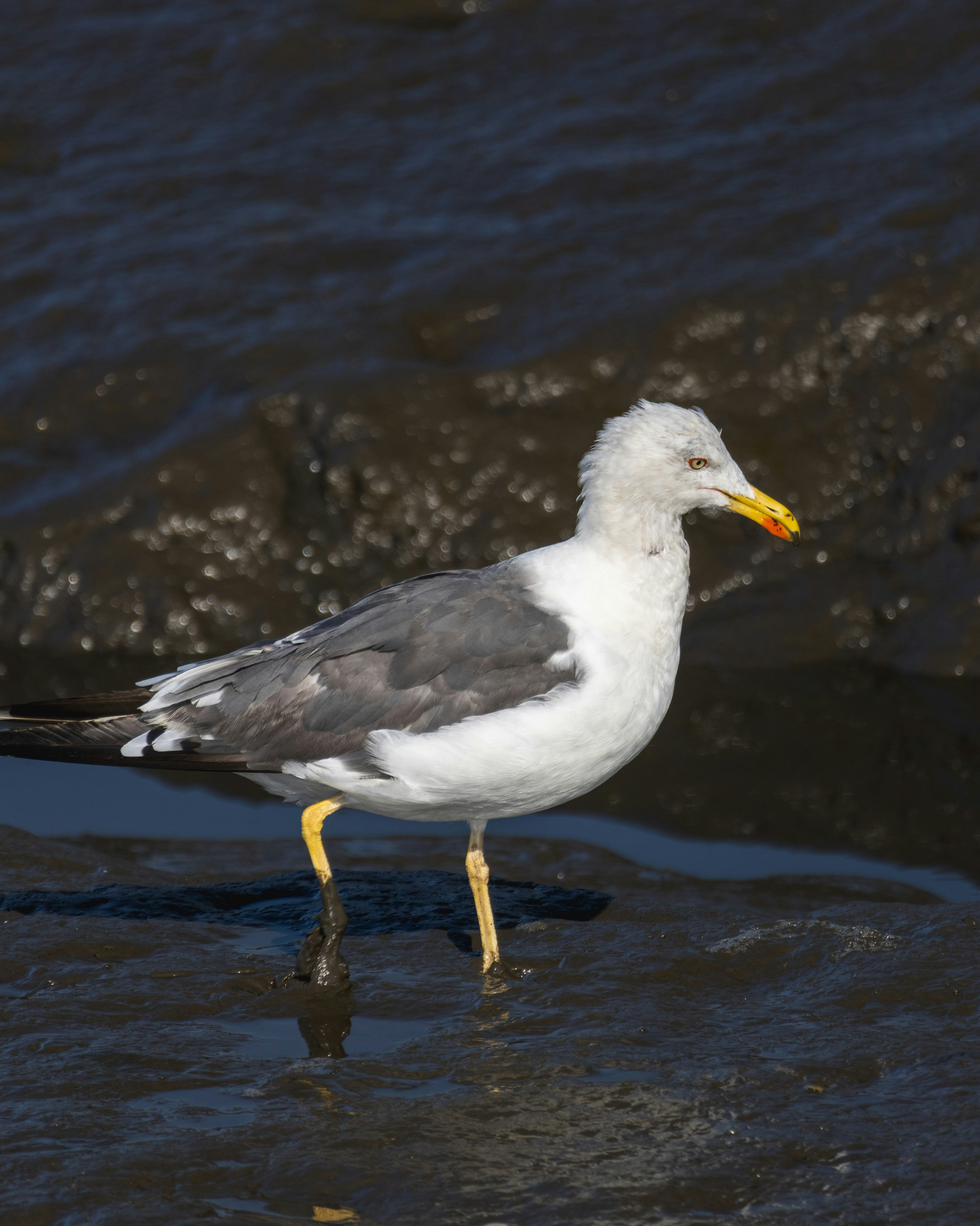 Strolling Gull at the Tide-Slick Shore