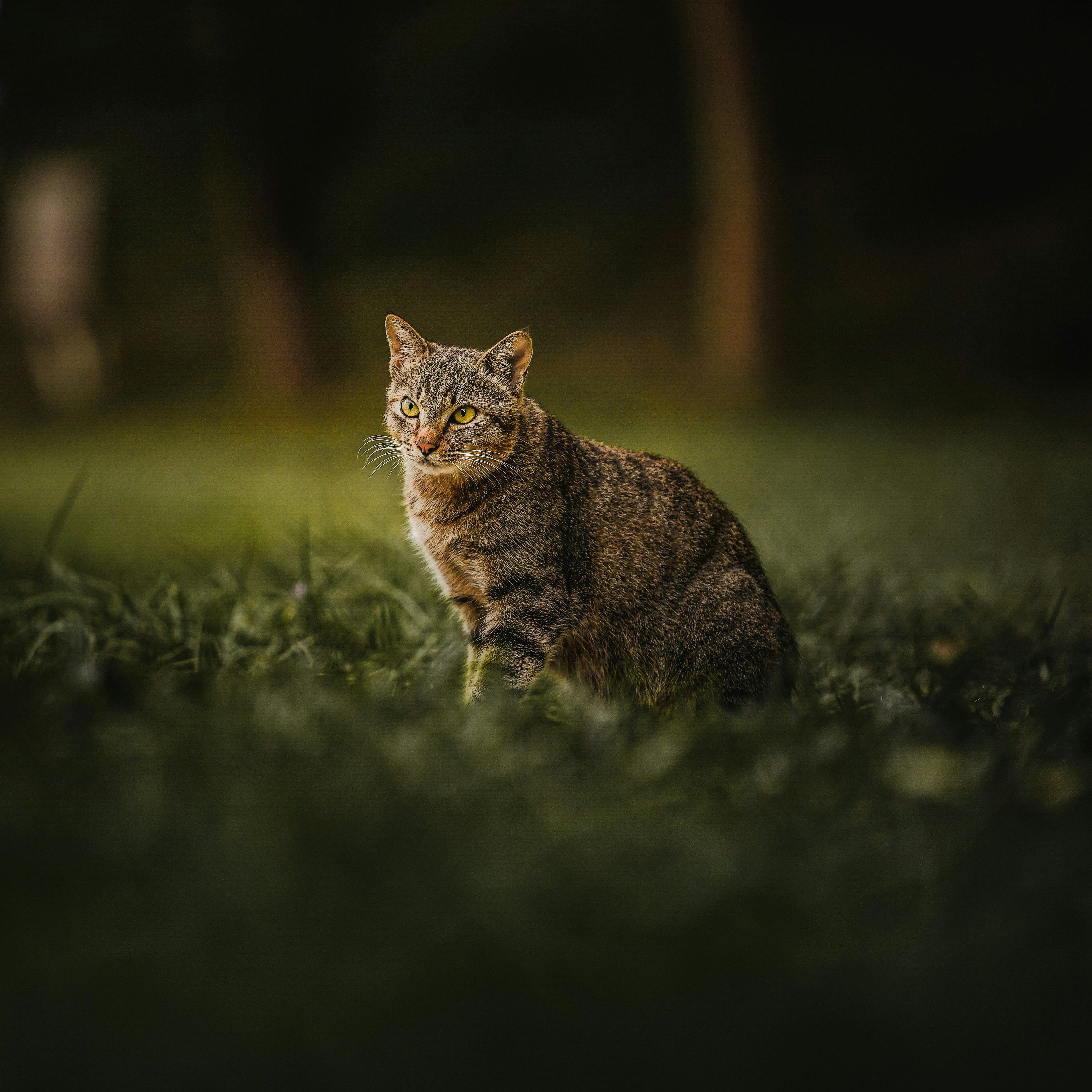 Wyldcat in the Dusky Glade