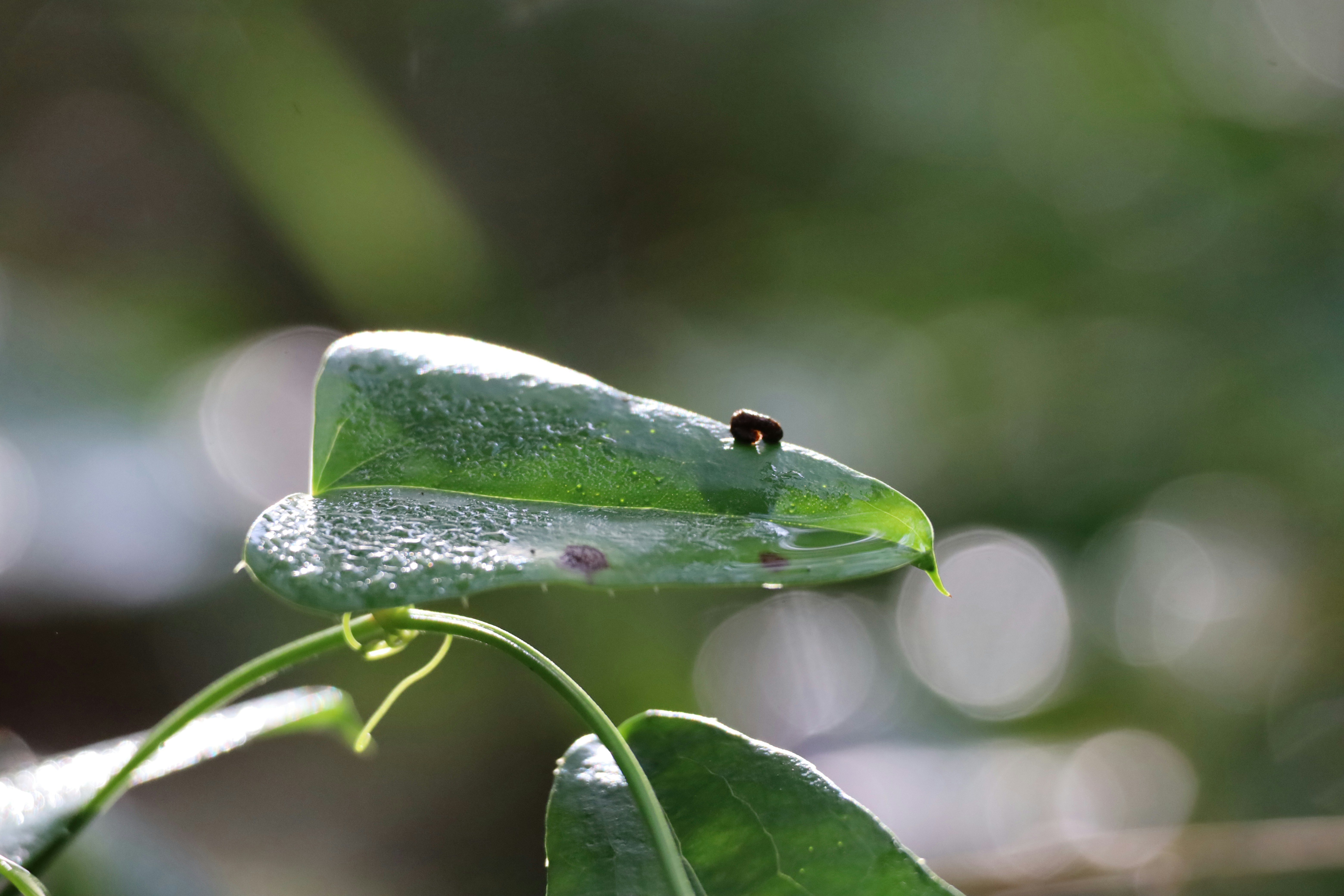 Tiny Visitor on a Dew-kissed Leaf