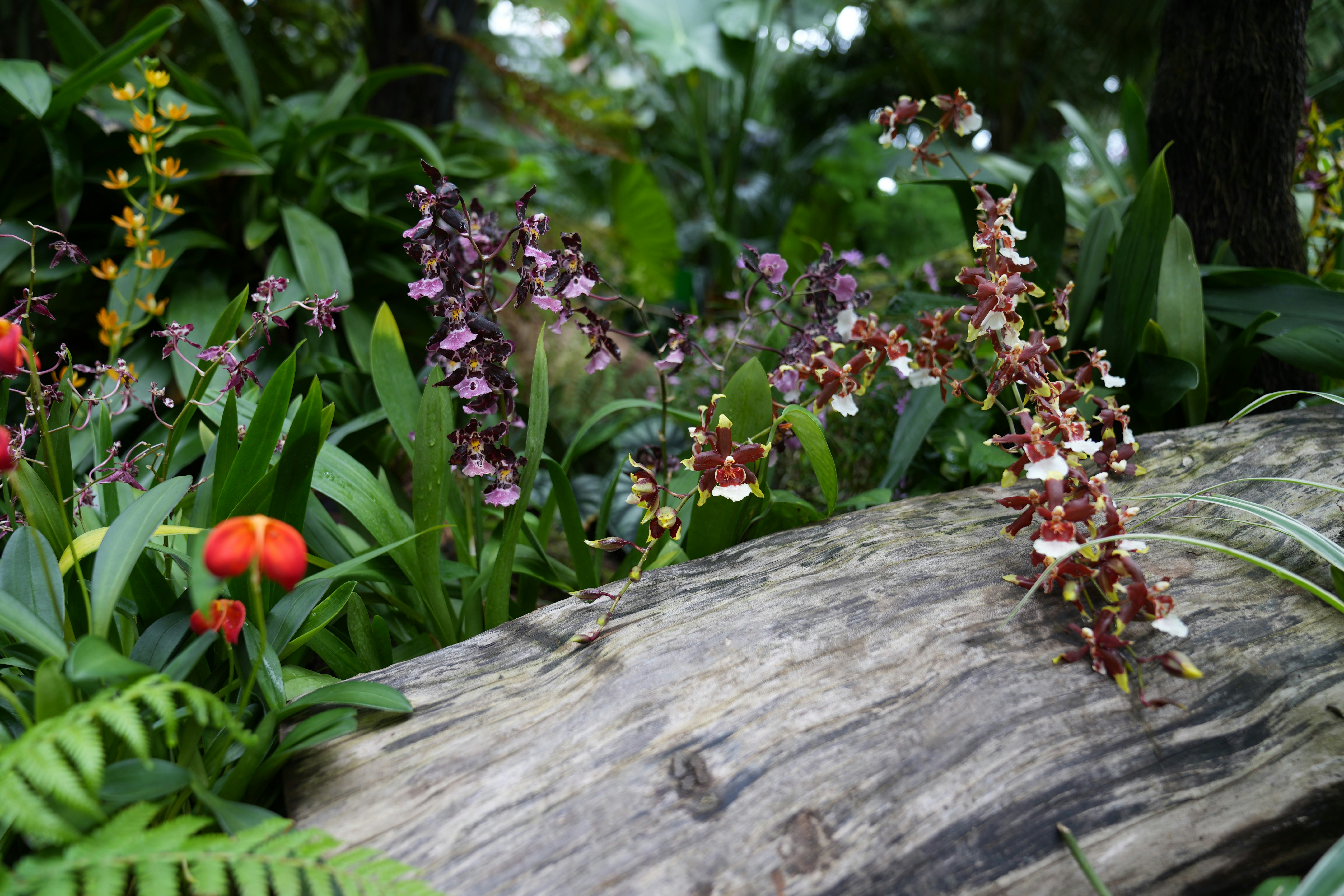 Forest Floor Garden: A Log with Tiny Flowers Emerging