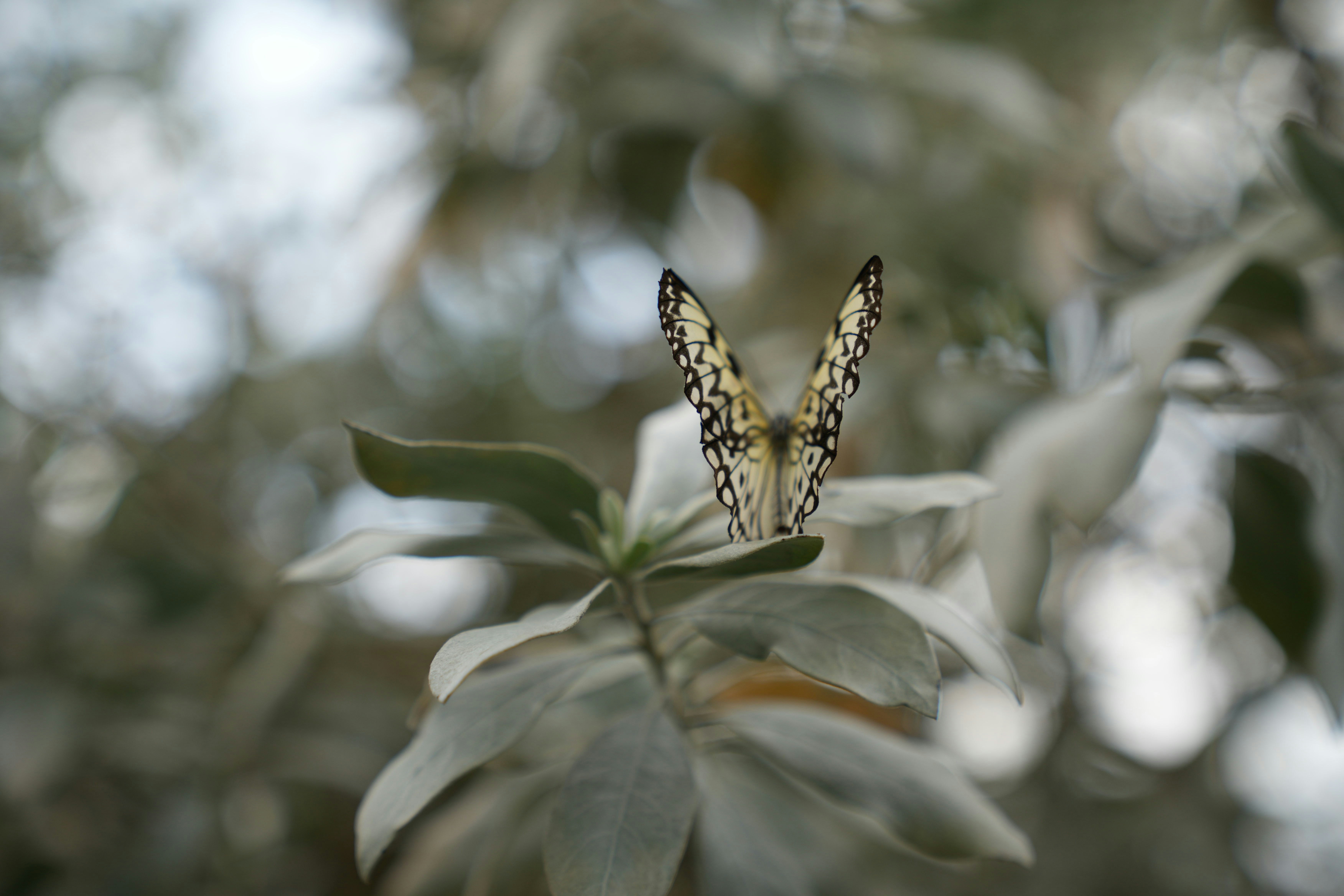 Butterfly on a Misty Leaf: Delicate Contrast in Twilight Green