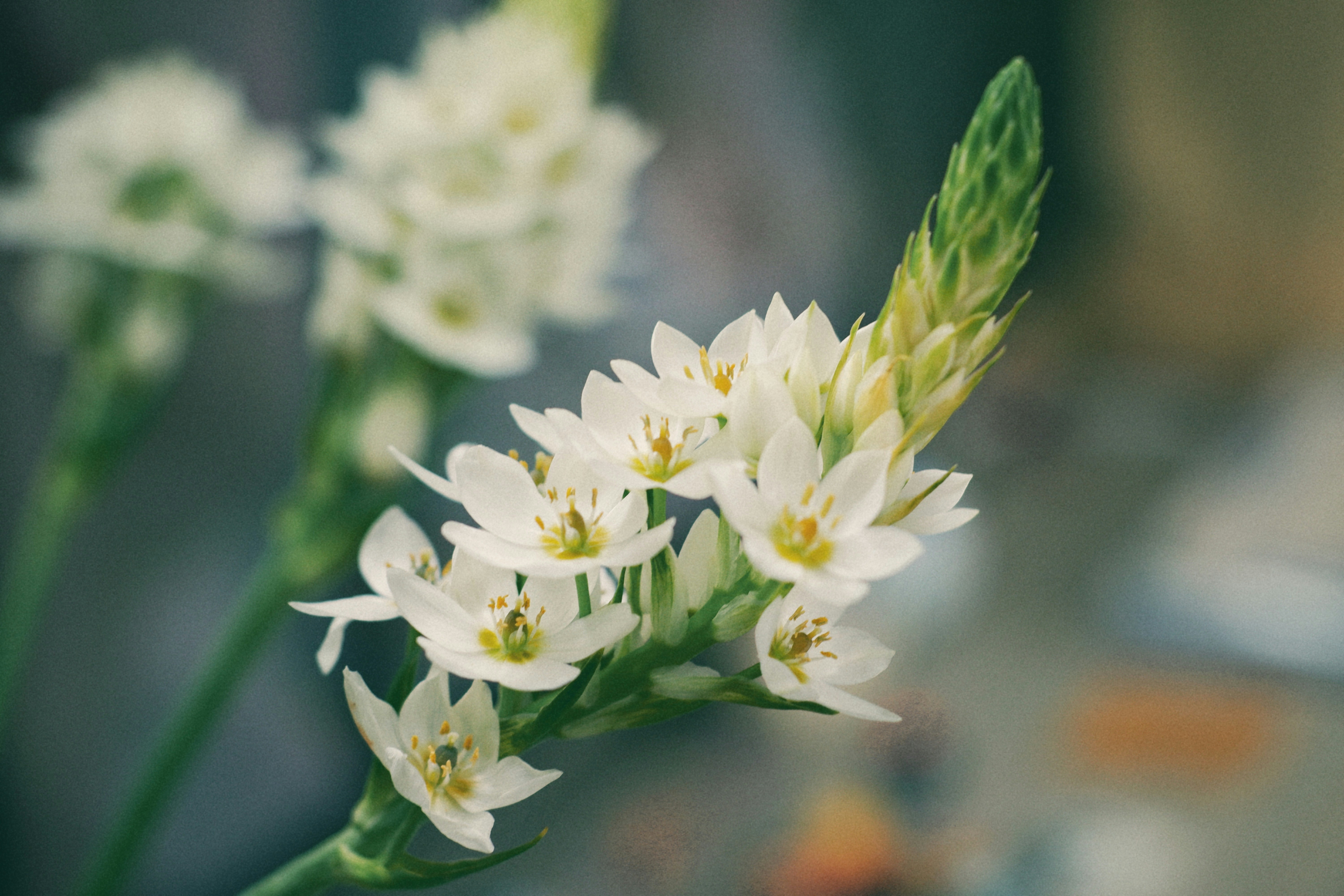 White blossoms in soft focus: a close-up of delicate flowers against a blurred garden backdrop
