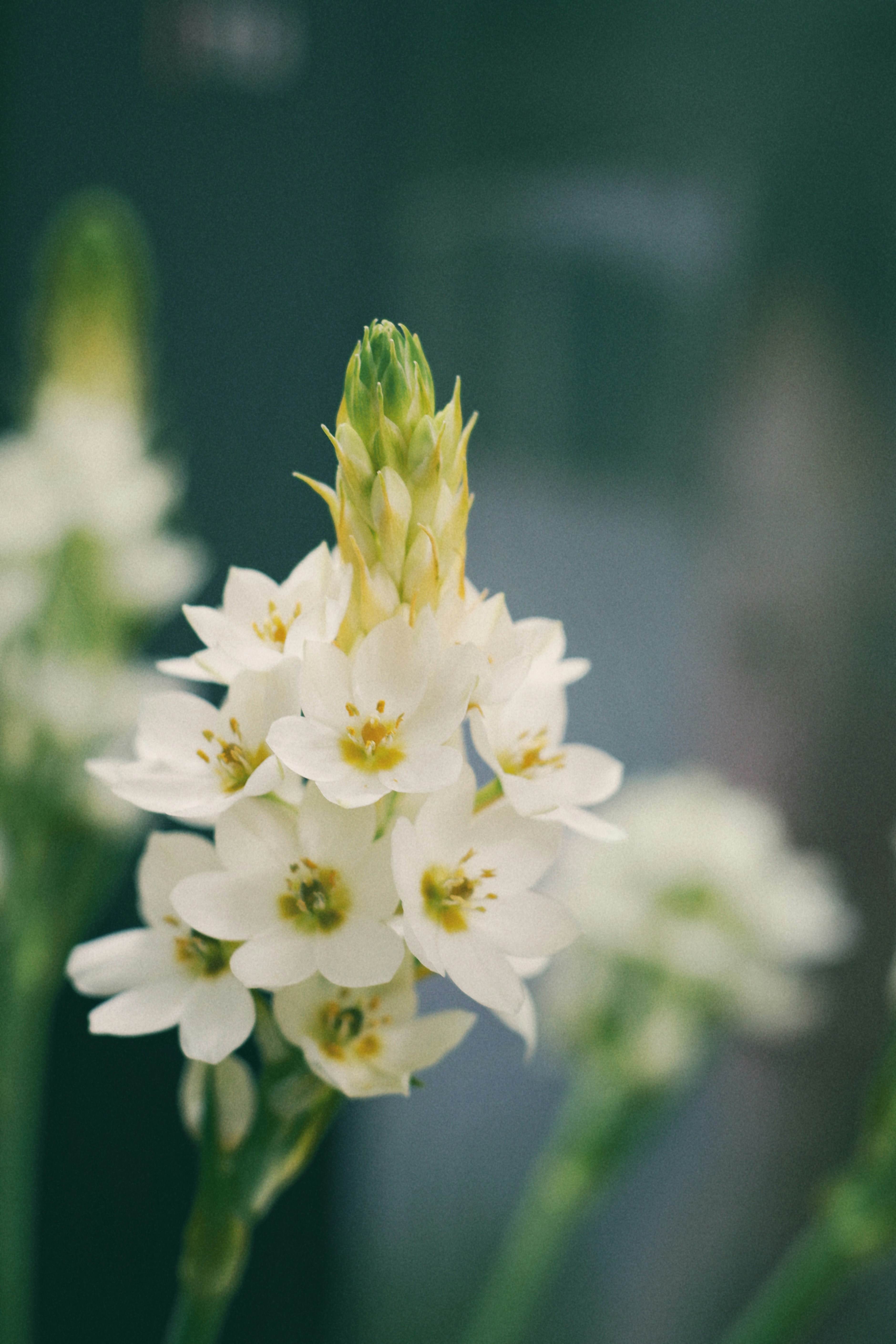 White blossoms cluster in soft-focus garden portrait