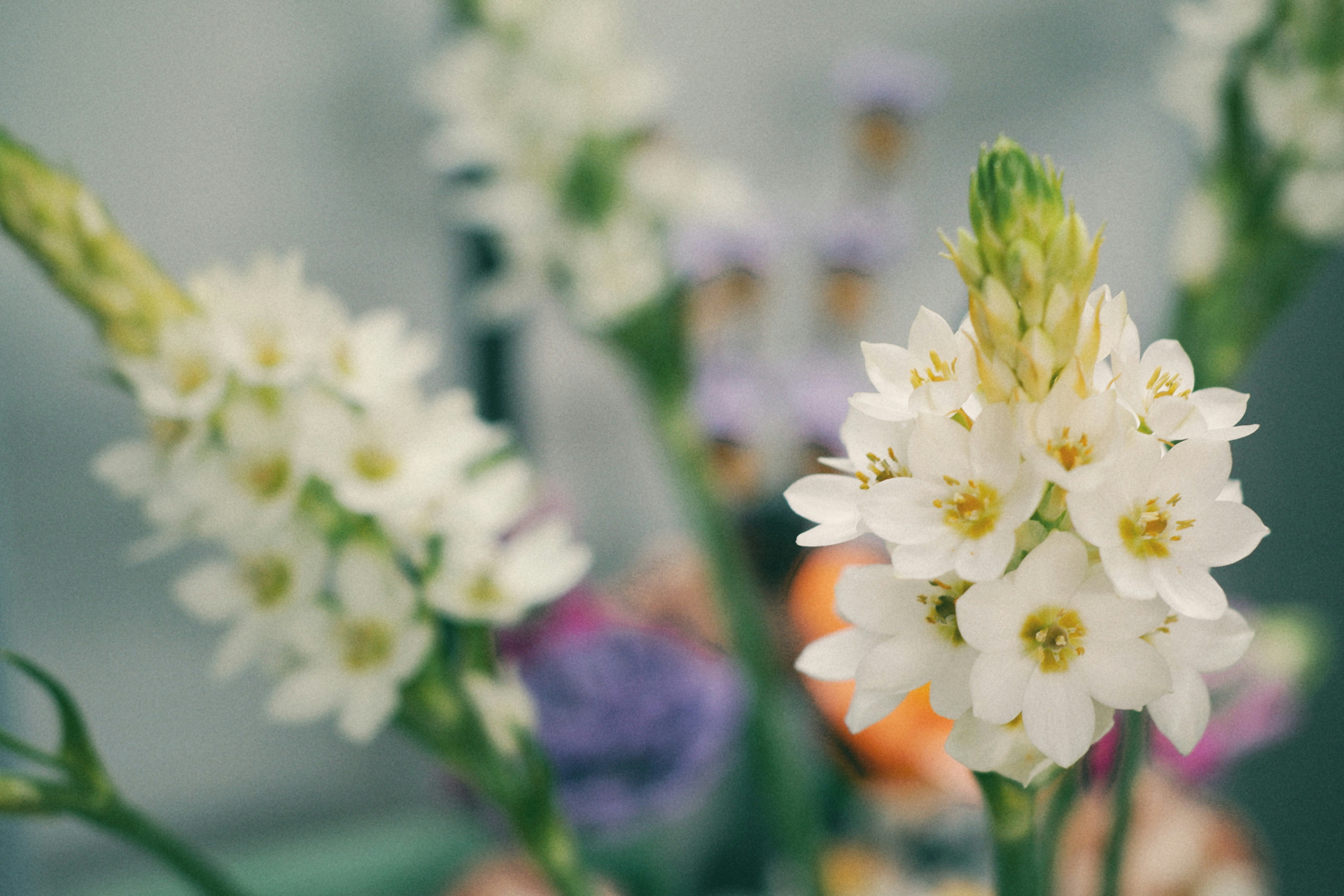 Soft Summer Bouquet: White blooms in a dreamy blur