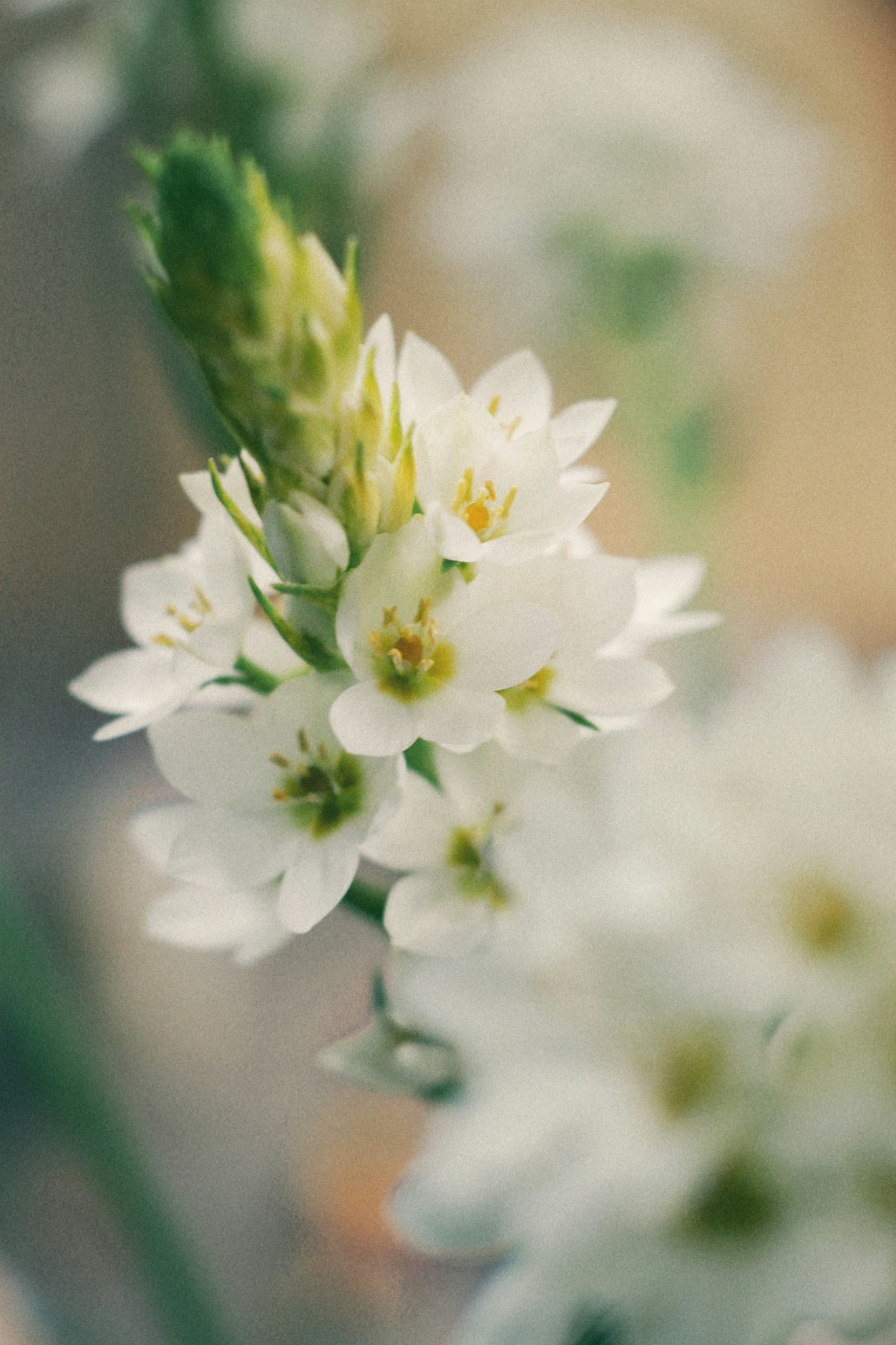 White blossom cascade: a tender macro moment of tiny petals