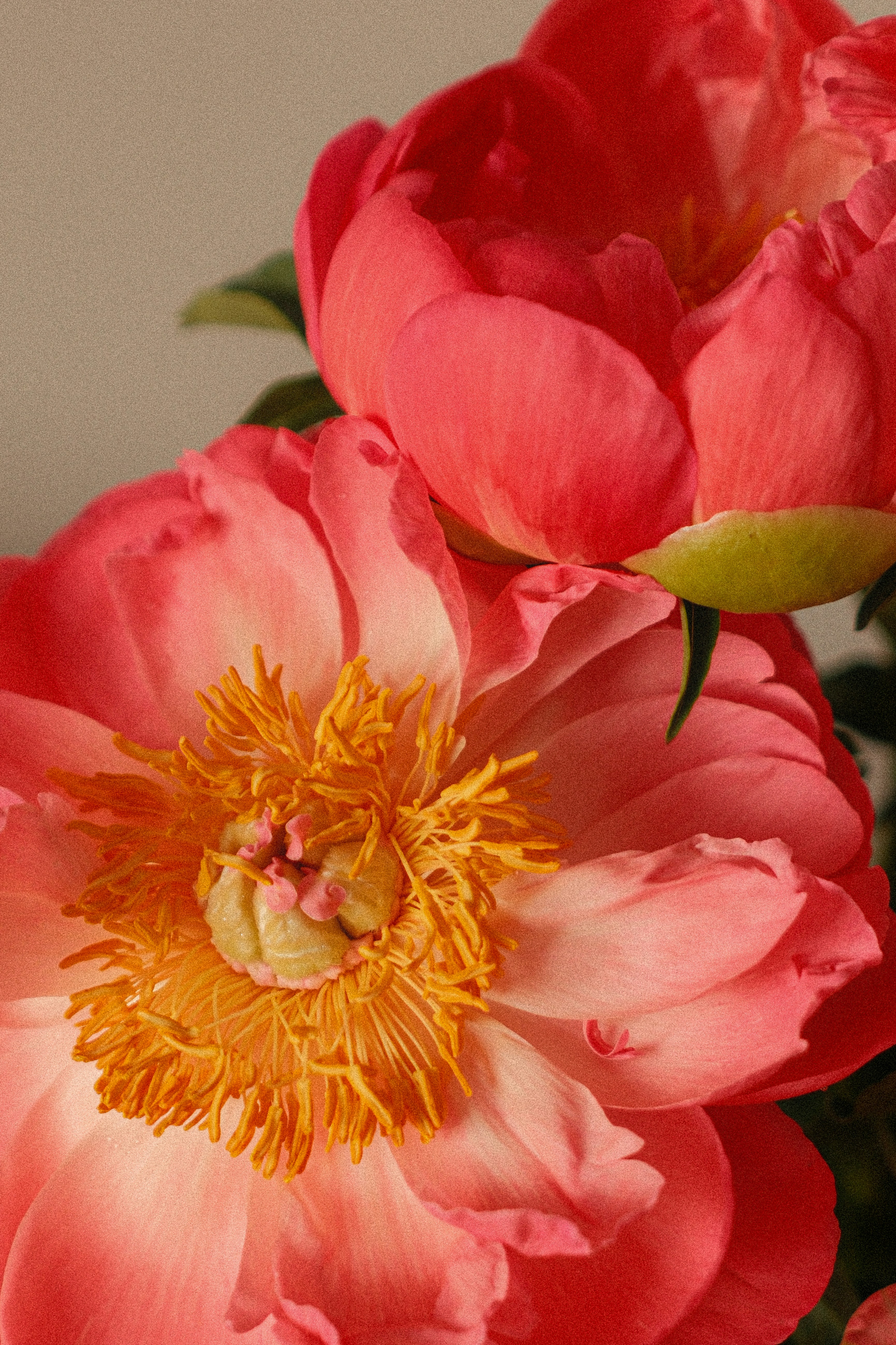 Petals at Center Stage: A Coral Peony in Soft Light