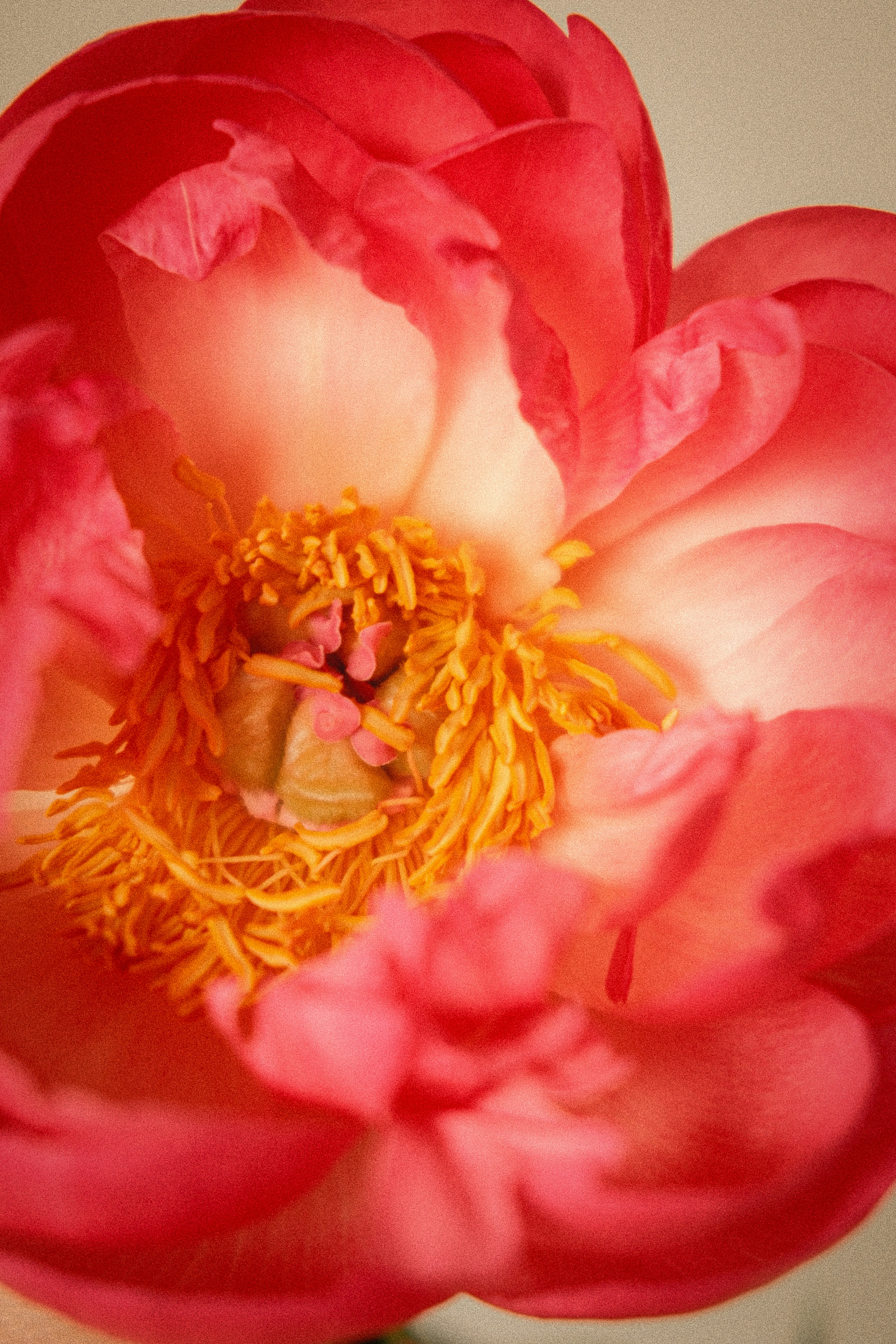 Petal Embrace: An Intimate Close-Up of a Coral-rose Bloom’s Center