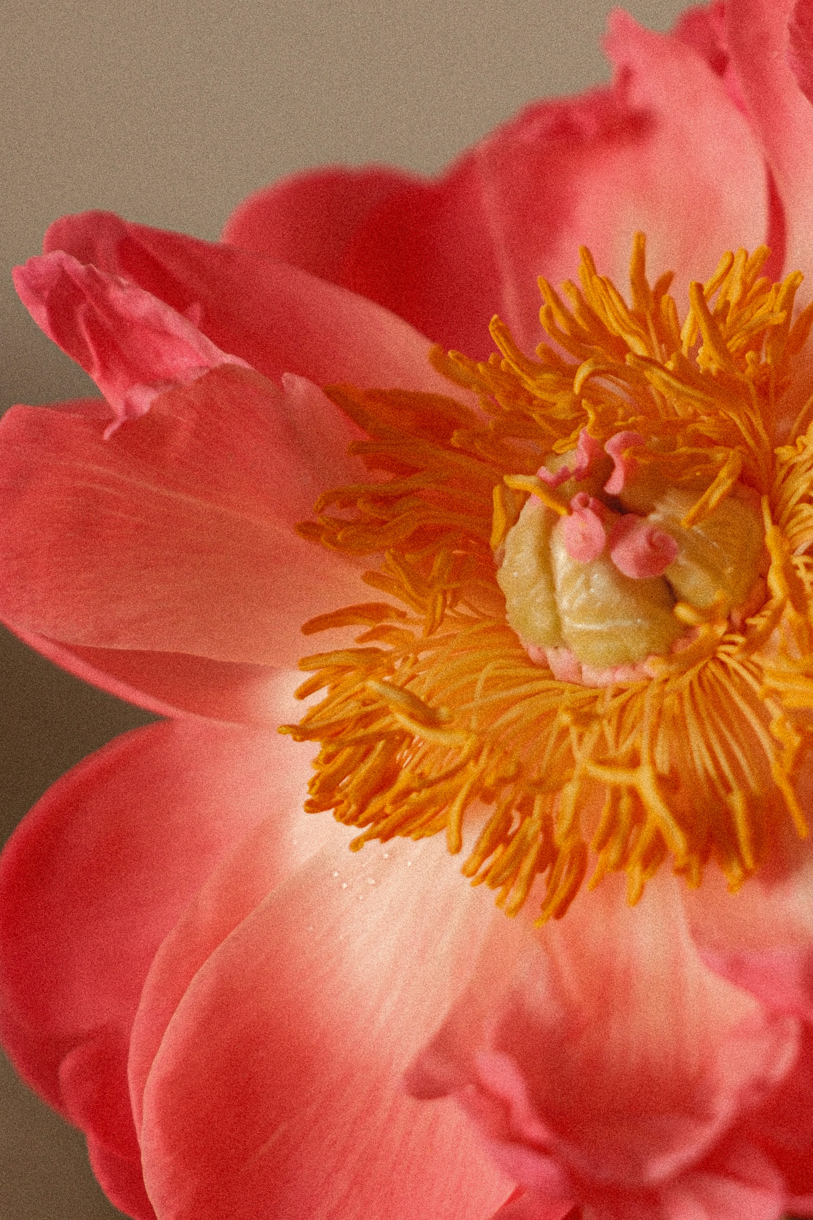 Petal Firework: Close-up of a Coral Pink Peony Center