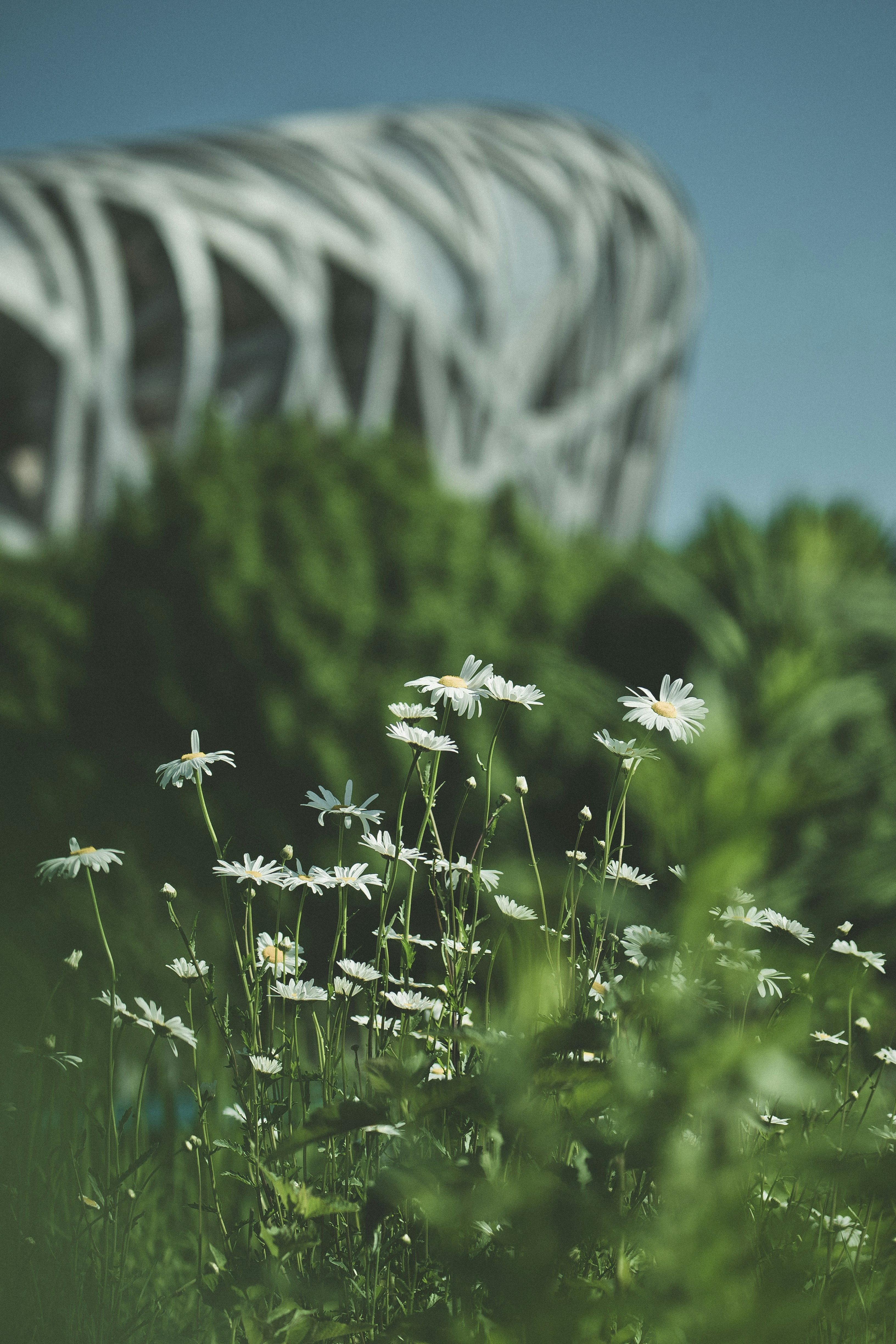 Daisies in Focus Against a Modern Lattice