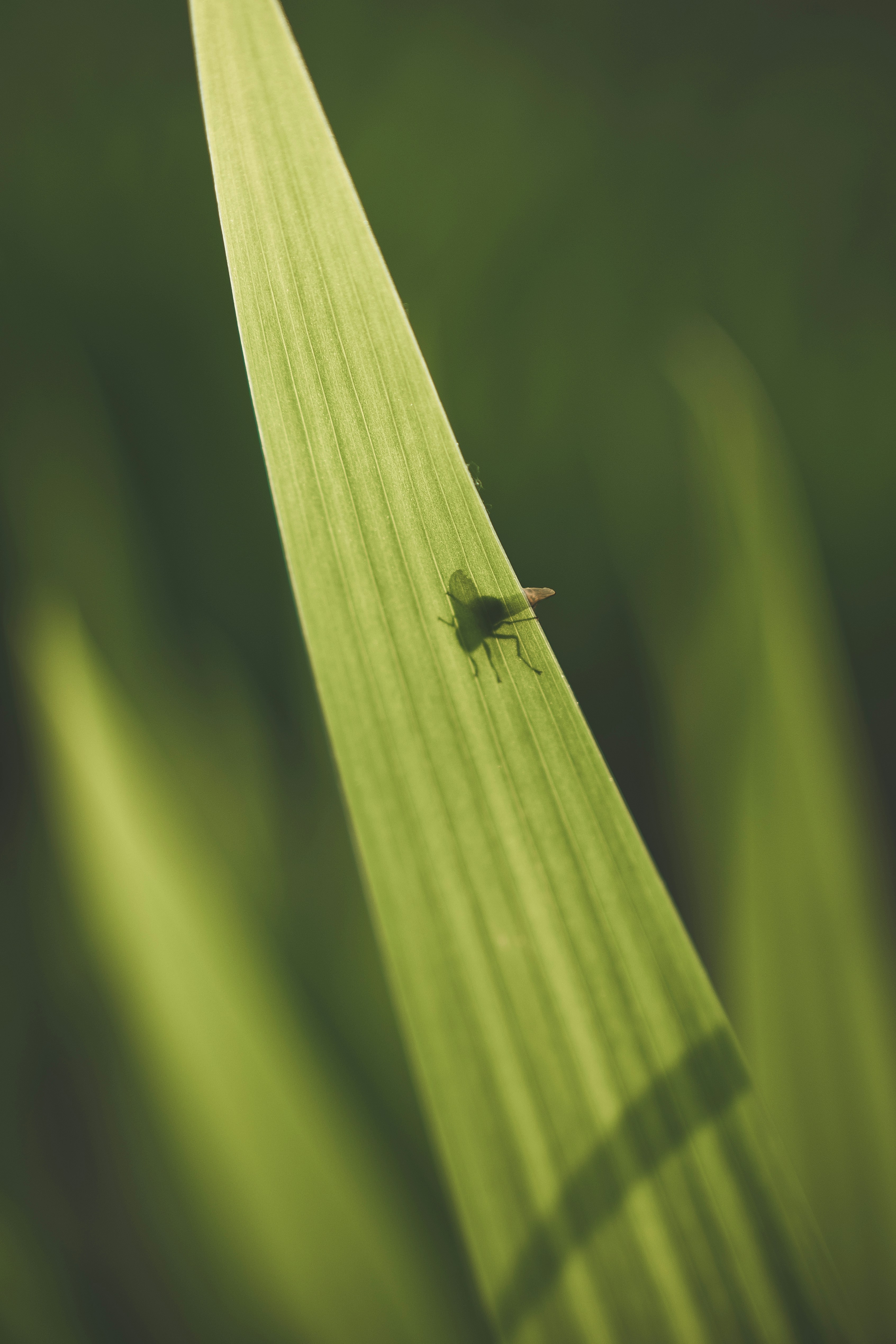Triumph of a Tiny Hopper: Sunlit Leaf, Shadowed Mystery