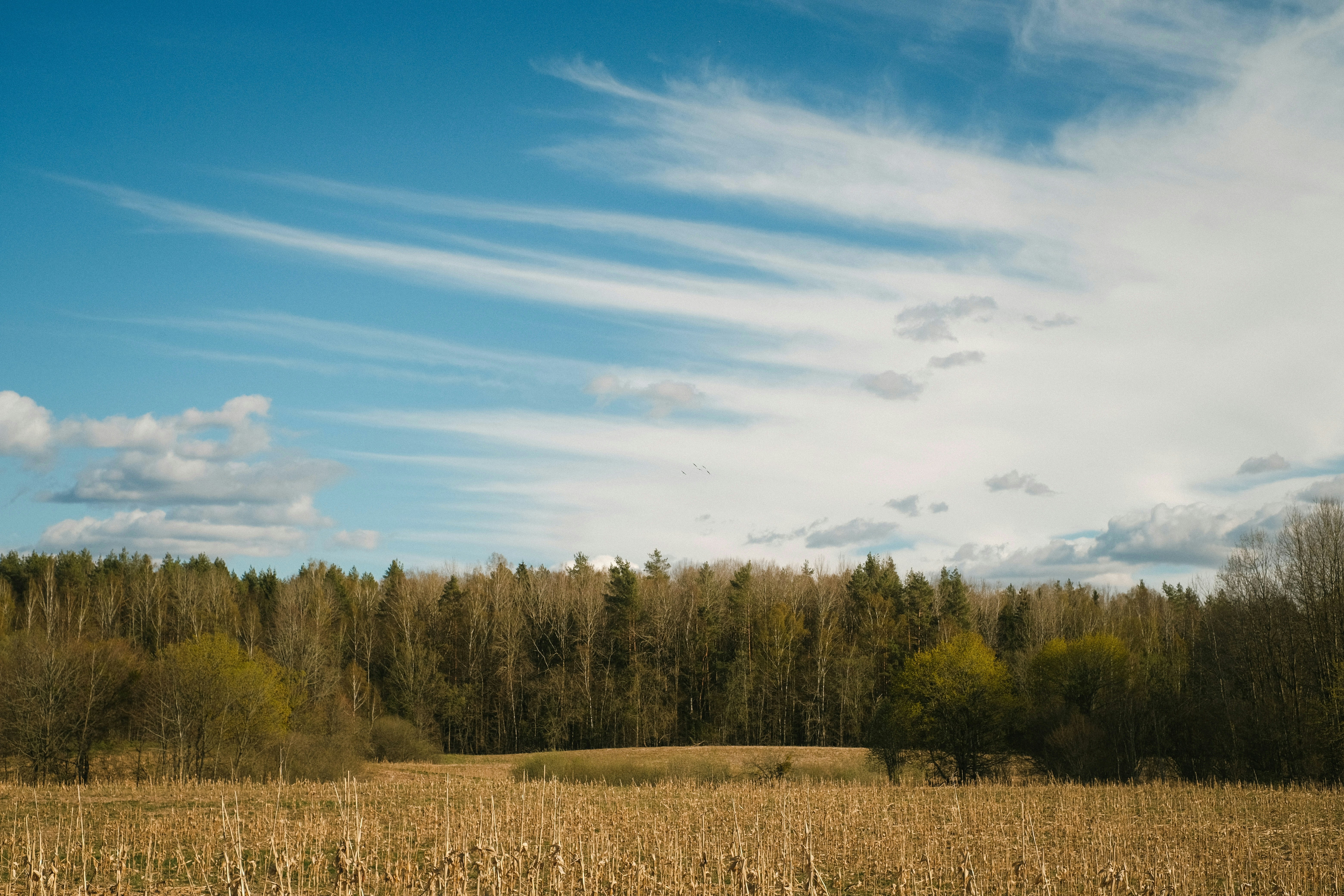 Quiet Horizon: Field Grass and Edge of the Woods Under Sky