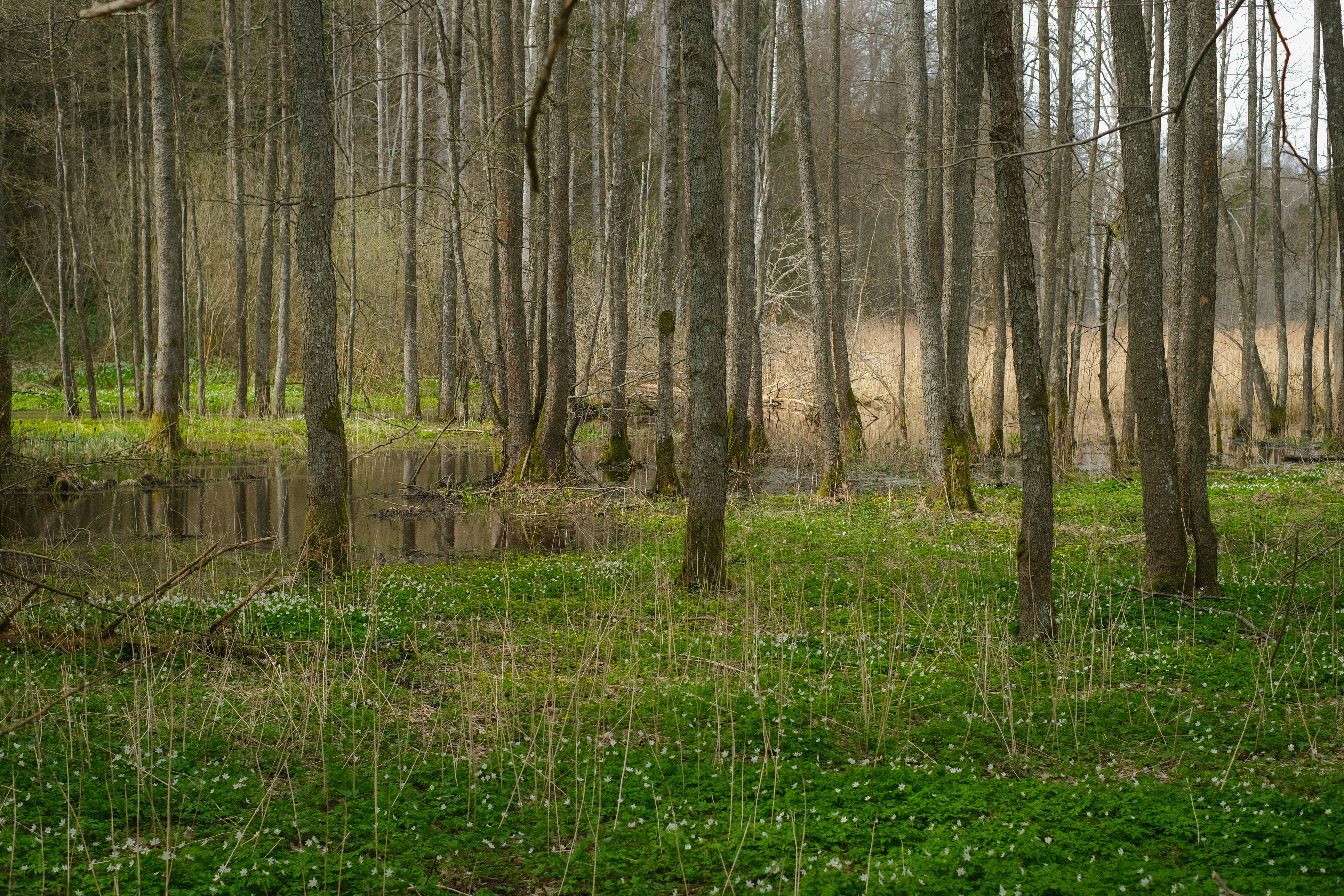 Soft forest clearing with slender trees and a carpet of white flowers on the ground, bathed in diffuse morning light.