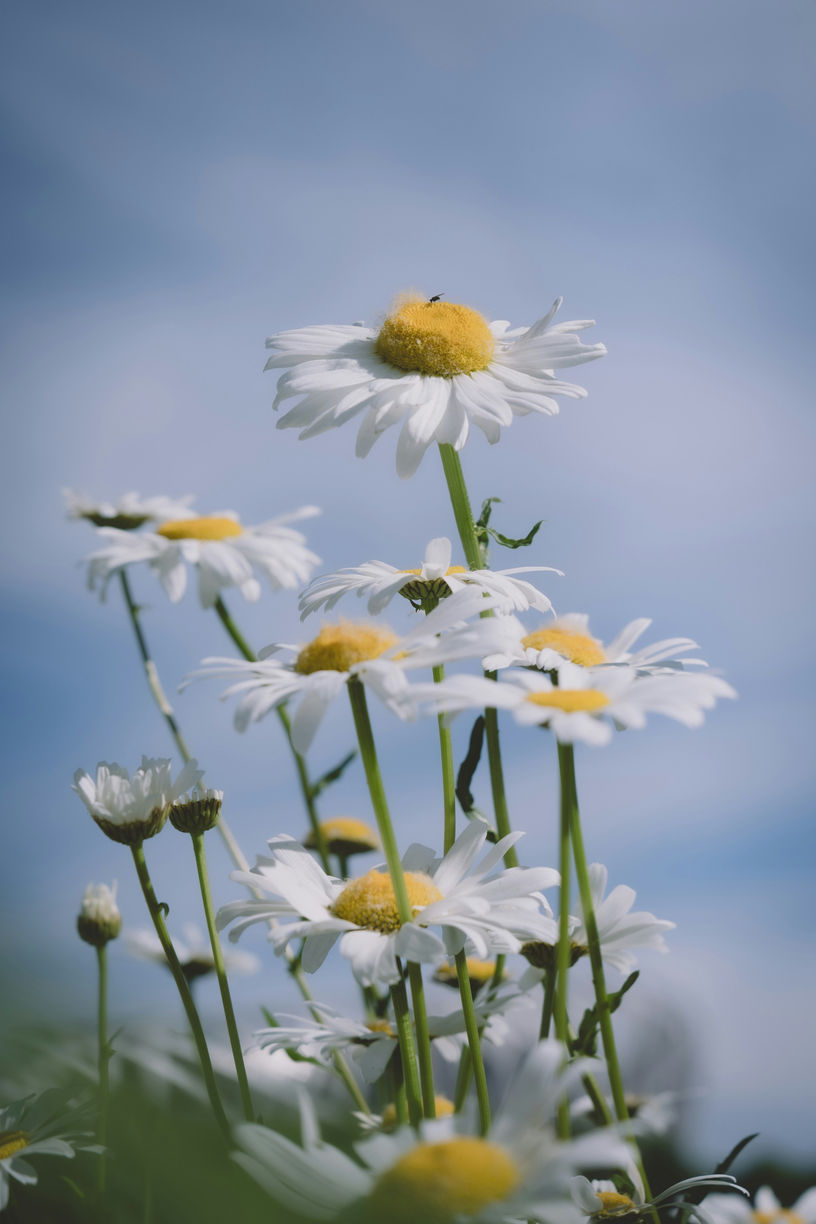 Cosmos of White and Yellow: Daisy Cluster Reaching Toward the Sky