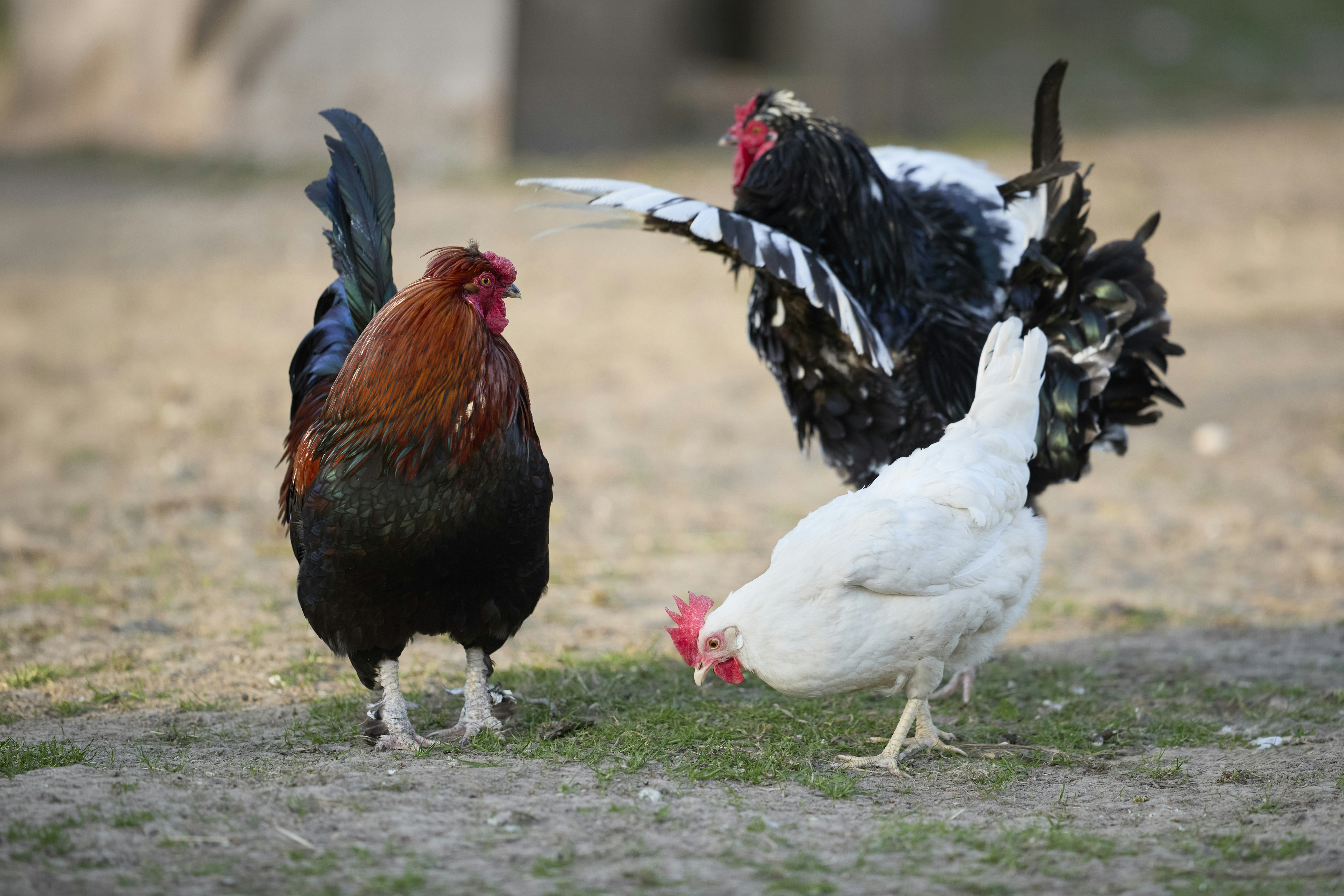 Feathered Face-Off: Red Rooster Stares Down White Hen in Dusty Yard