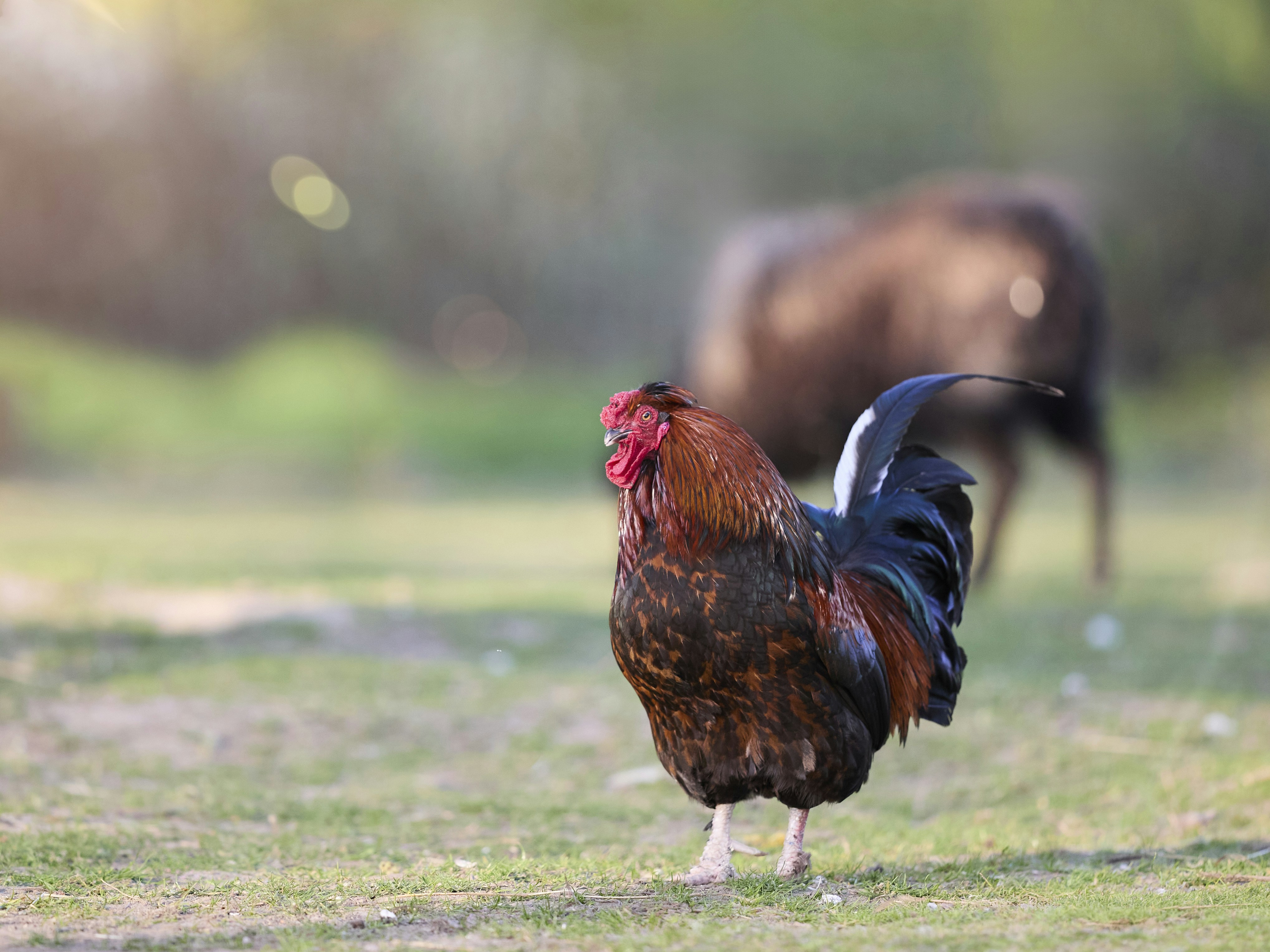 Rooster in Focus: Bold Plumage Against a Soft Farmyard Blur