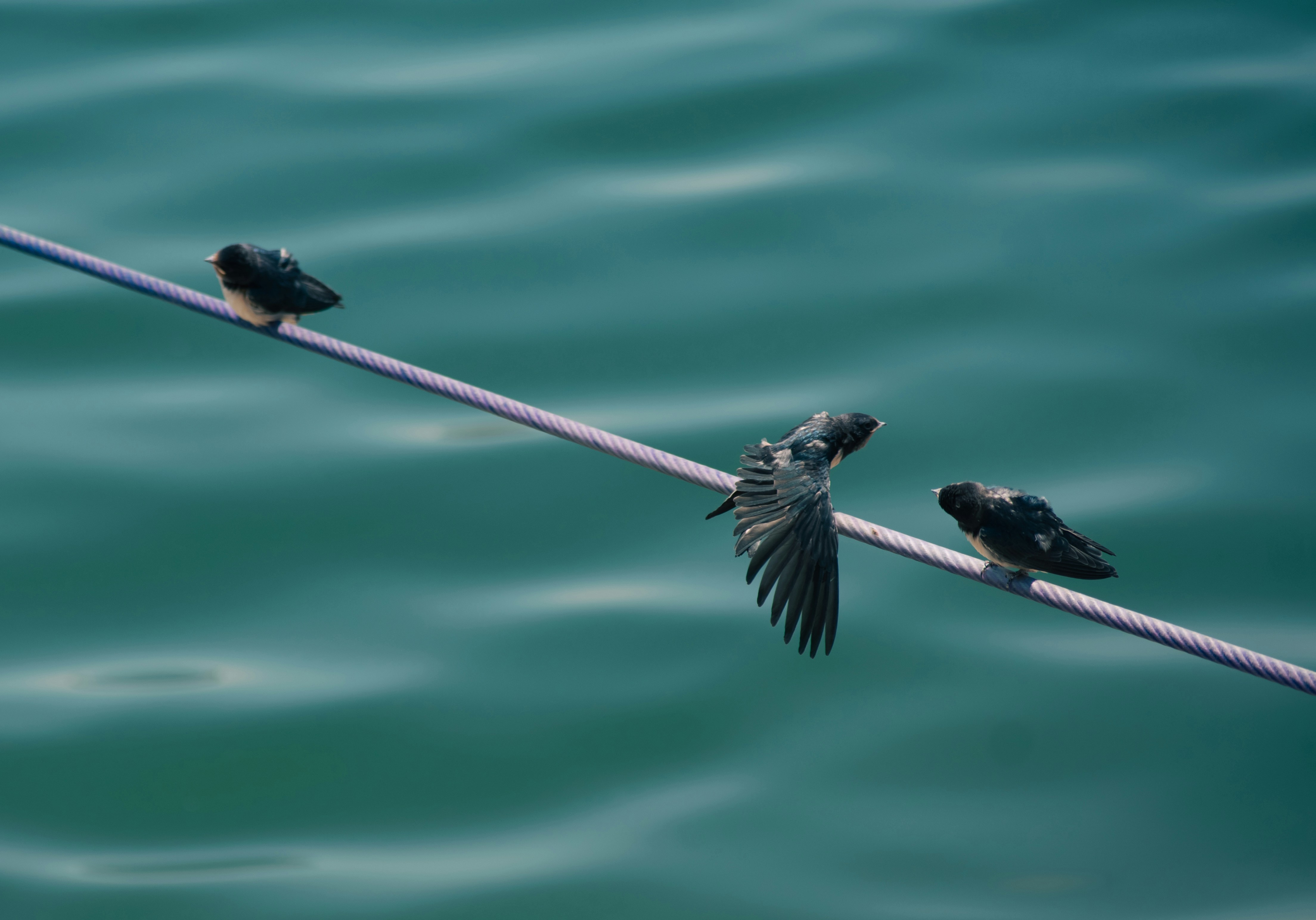 Three Corals and a Wire: Birds in Transit Across a Teal Sea