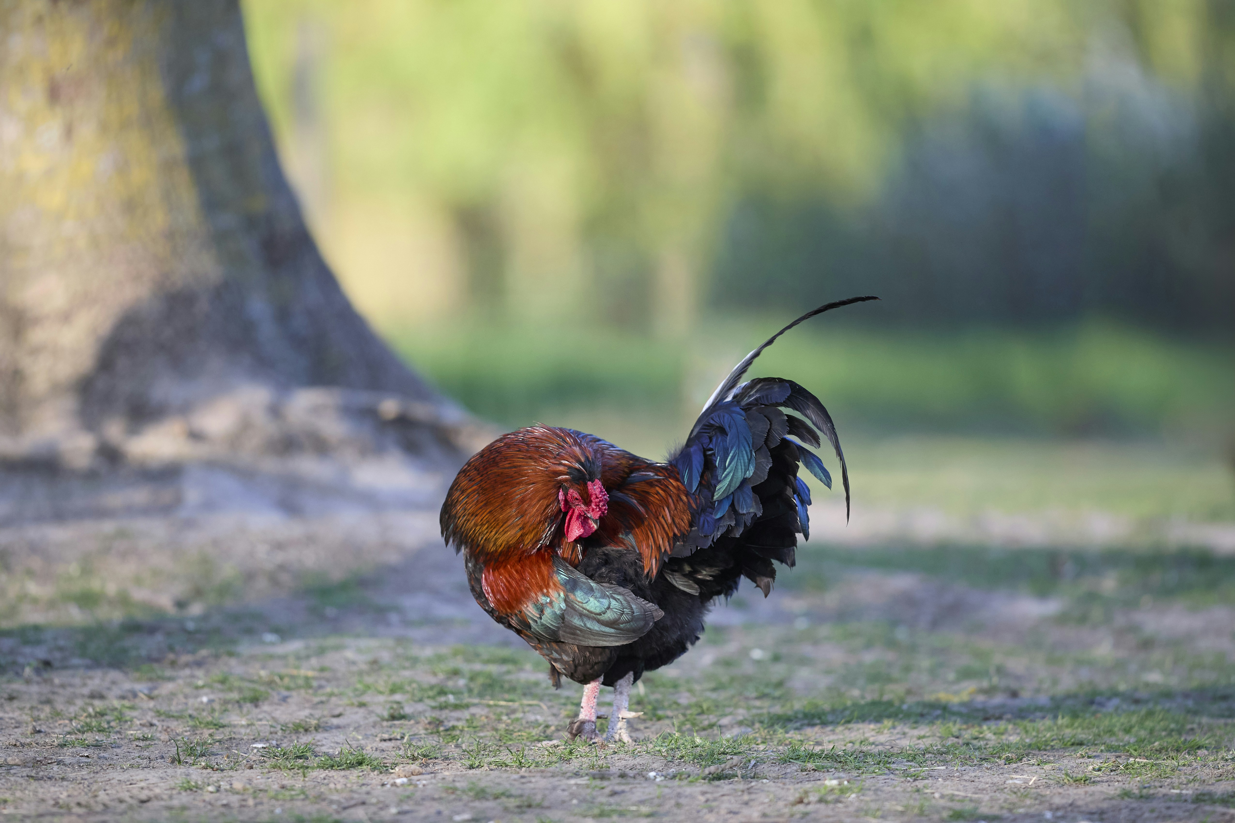 Vibrant Rooster in Dappled Sun: A Strut of Color
