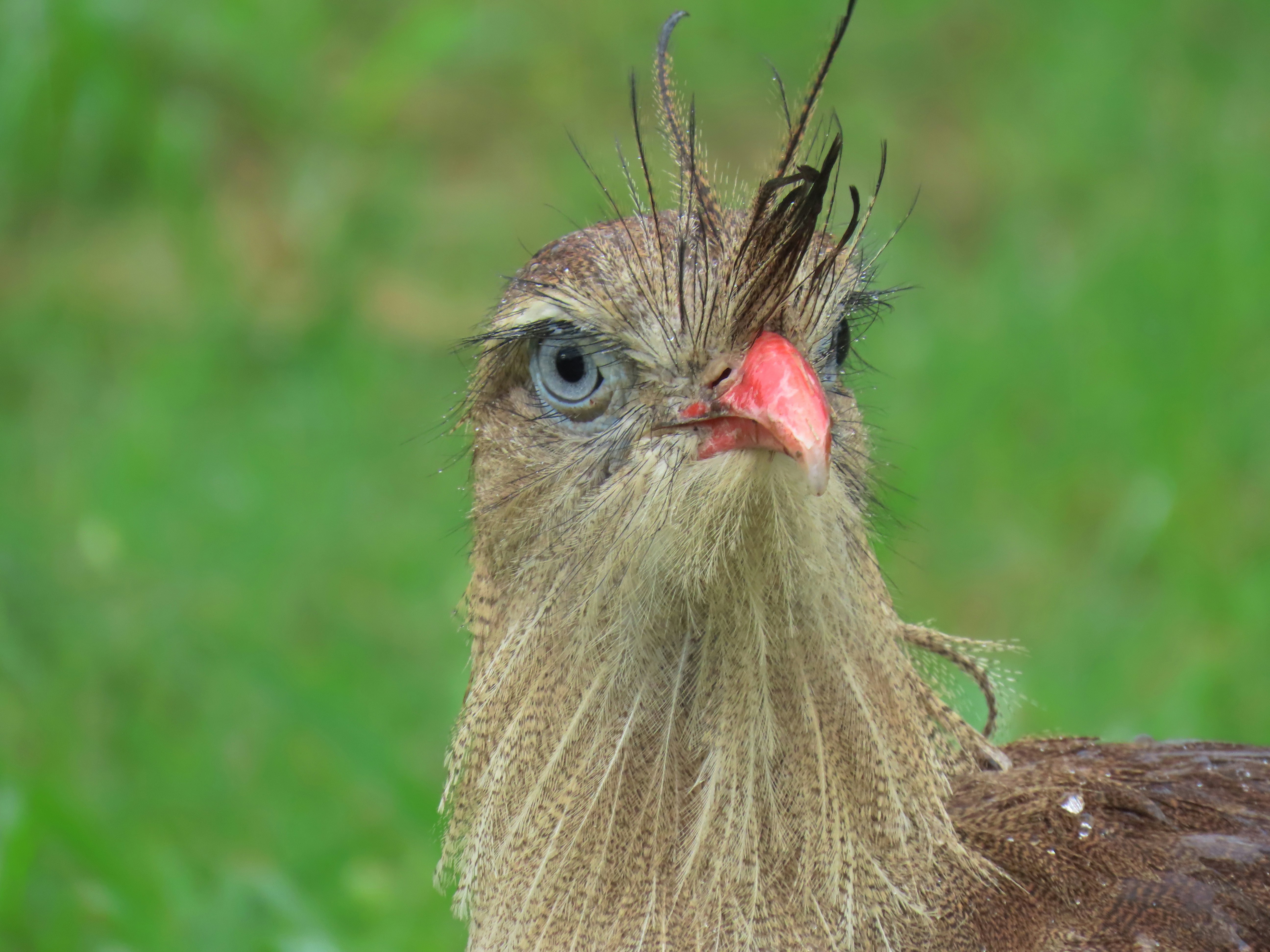 Crested gaze: a close encounter with a curious secretary bird-like crest