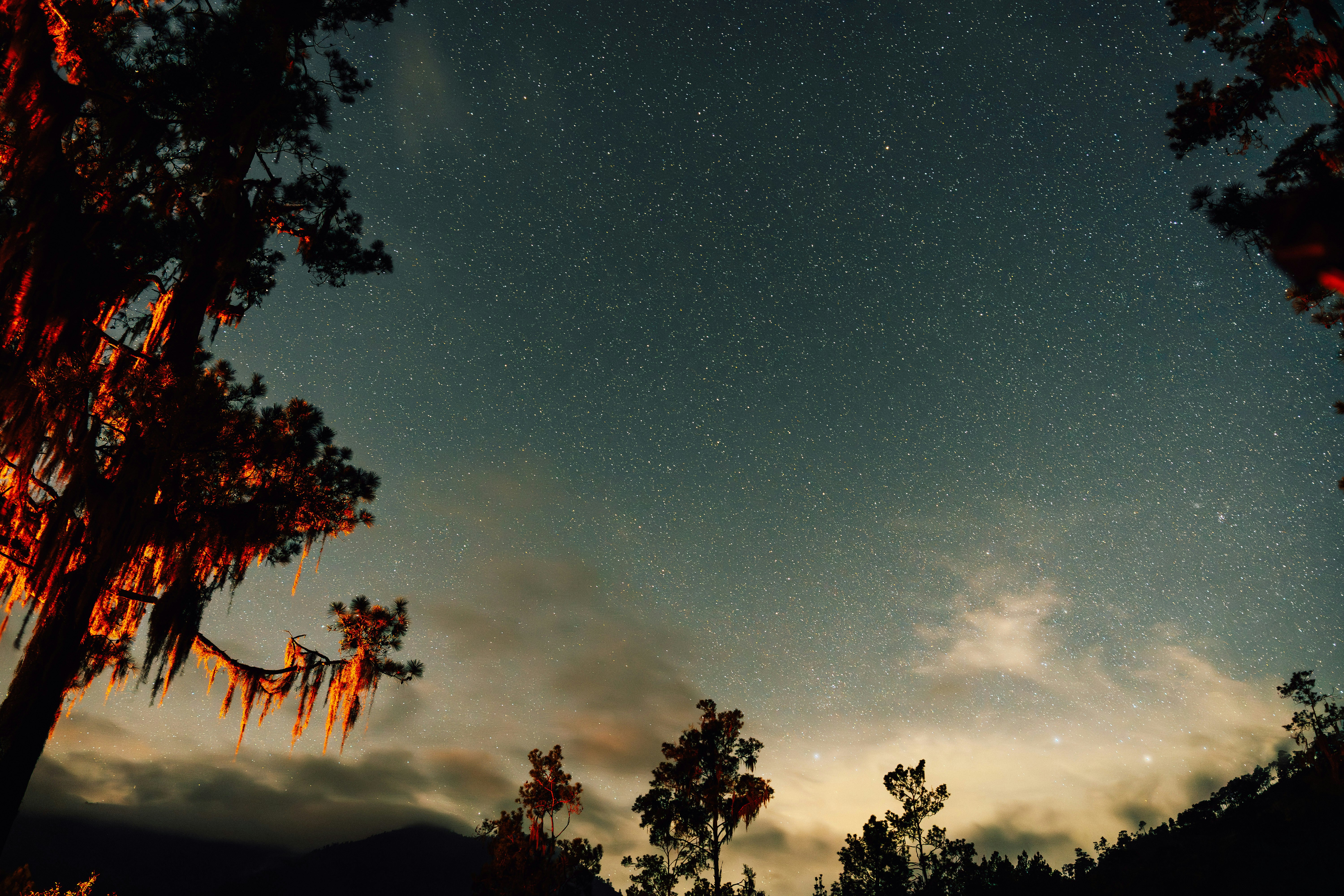 Starfall Over Silhouetted Pines