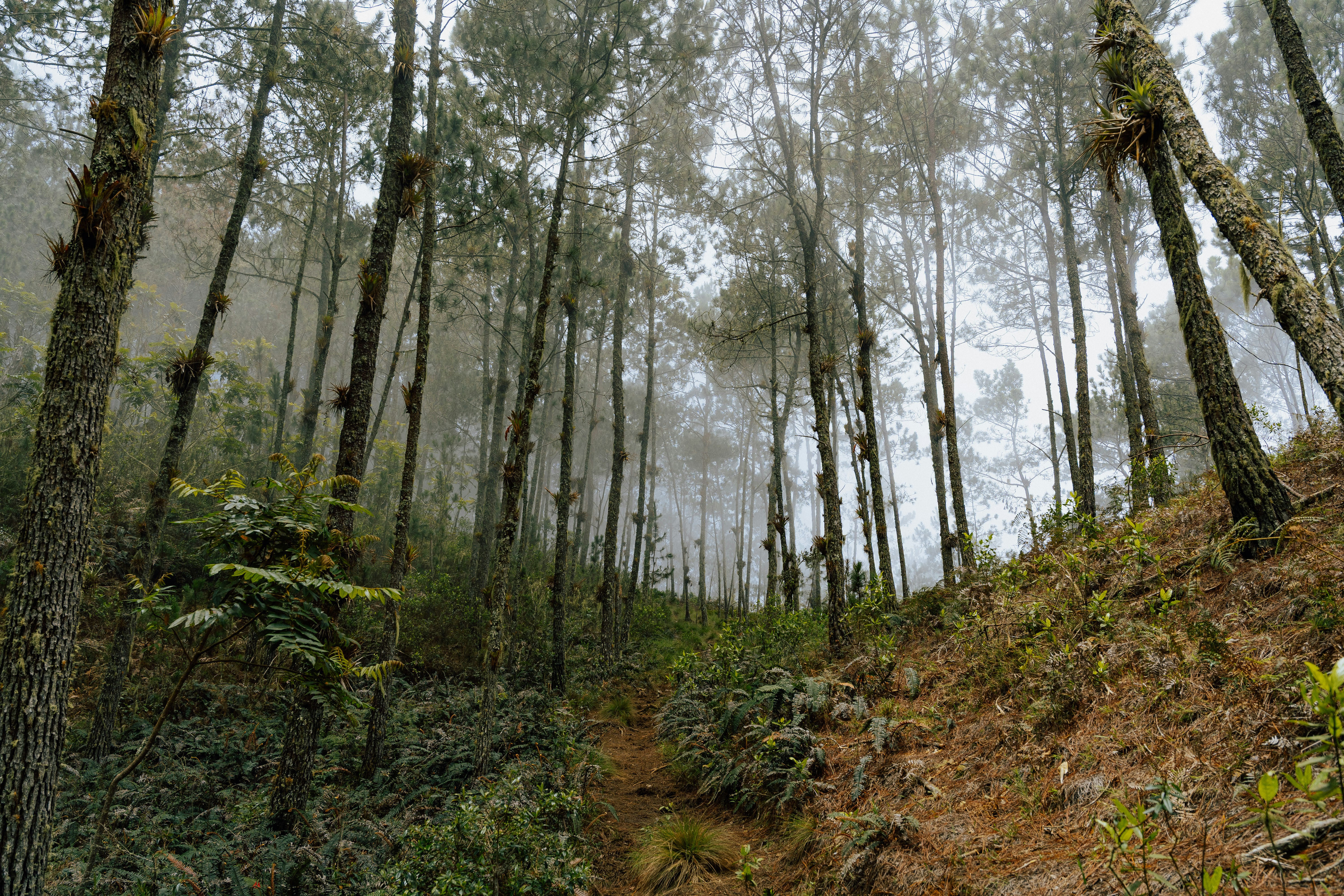 Mist-Laced Ascent: A Pine Forest Path Winding into Fog