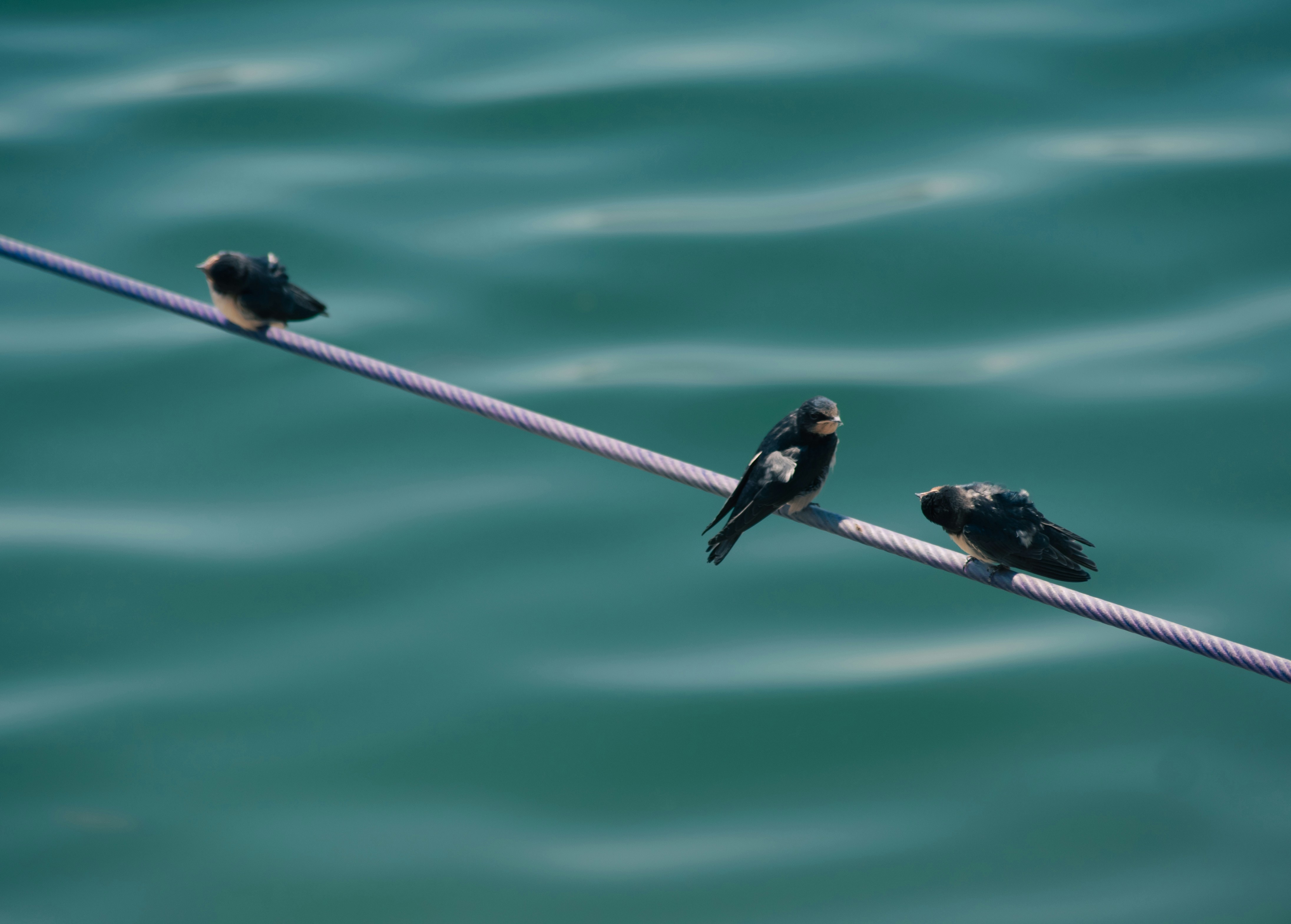 Three Peregrine Silhouettes on a Quiet Cable