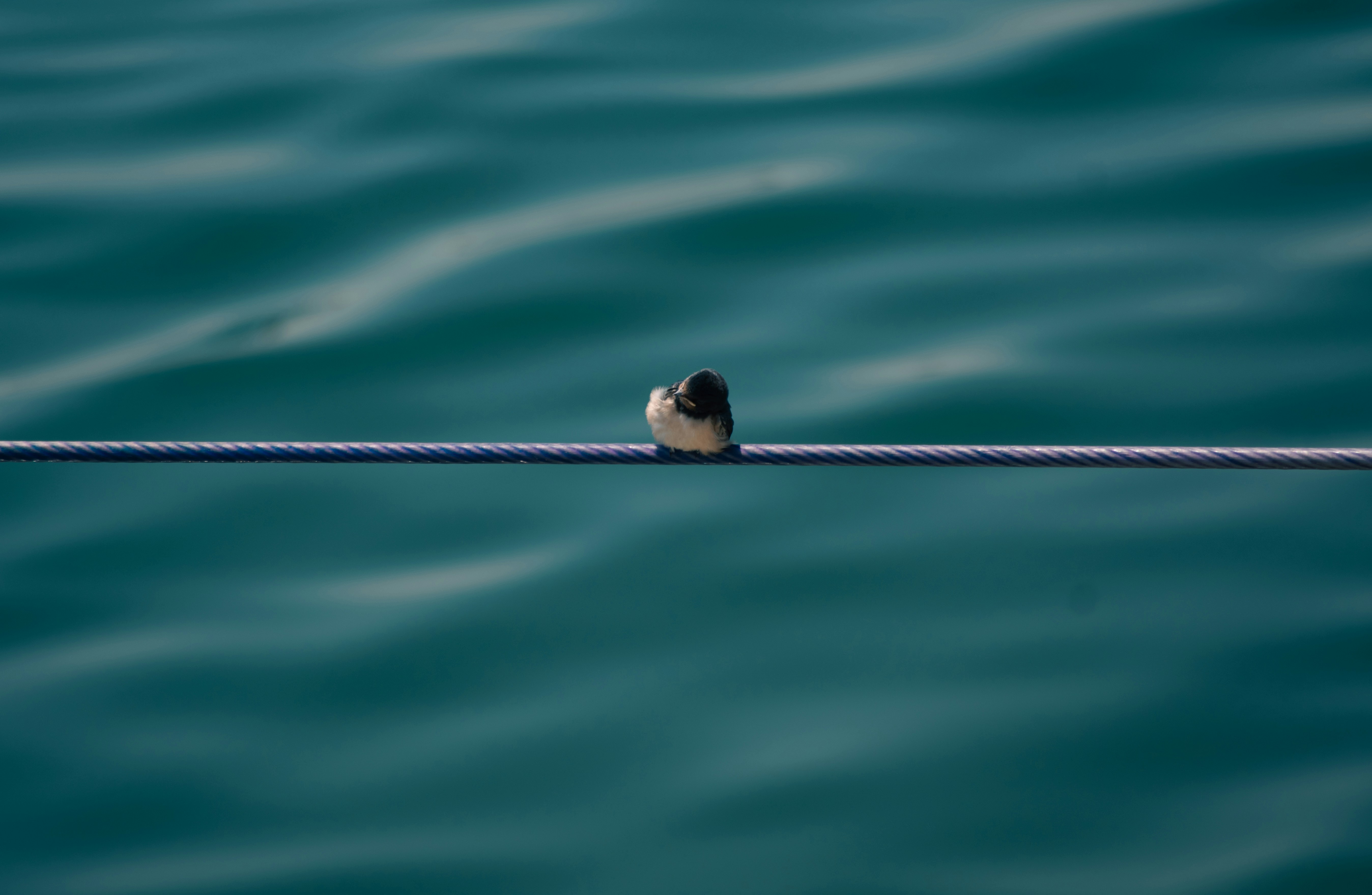 Floating Solitude: A Single Bird Anchored on a Thin Rope