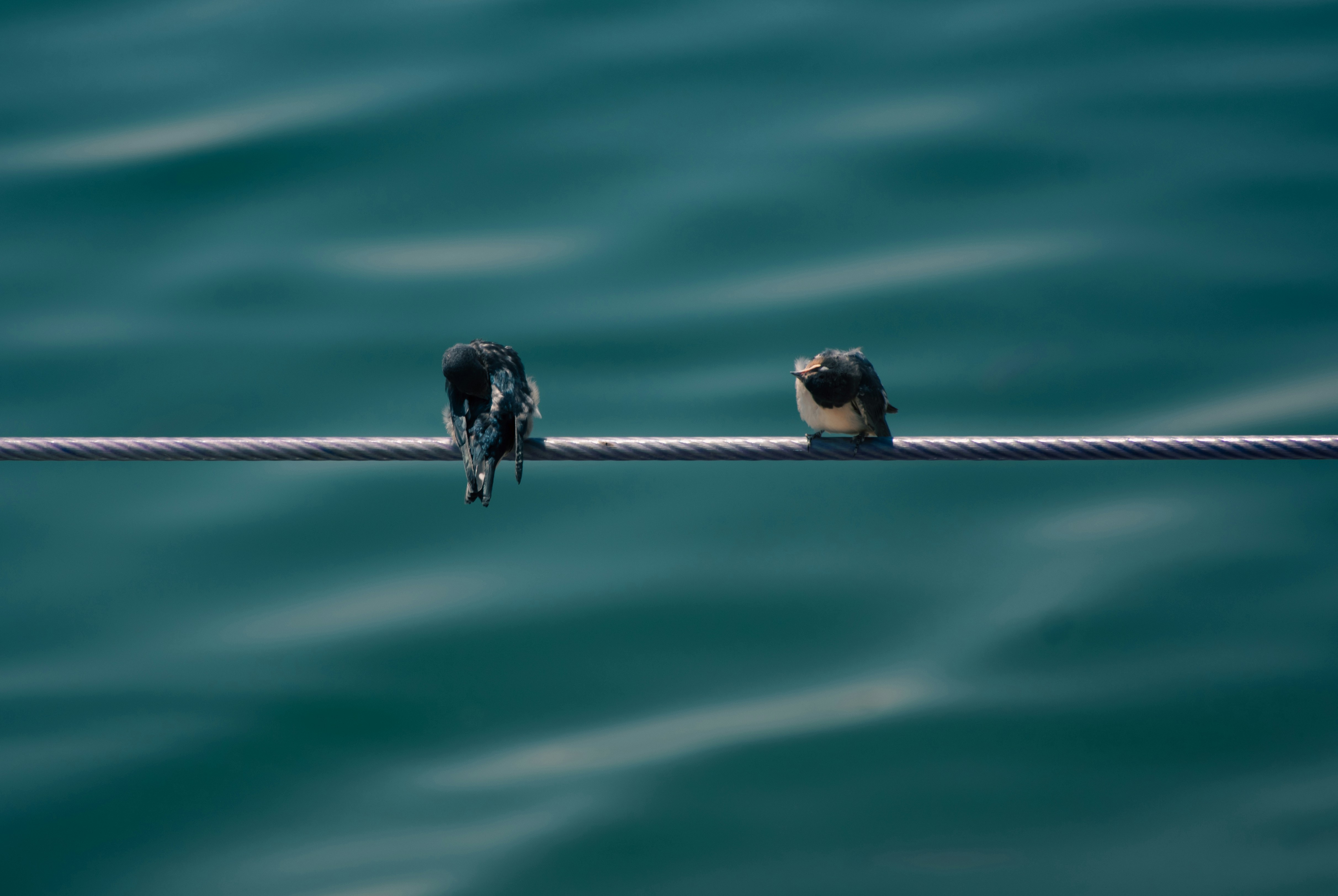 Two Birds on a Suspended Line Over Blue Wake